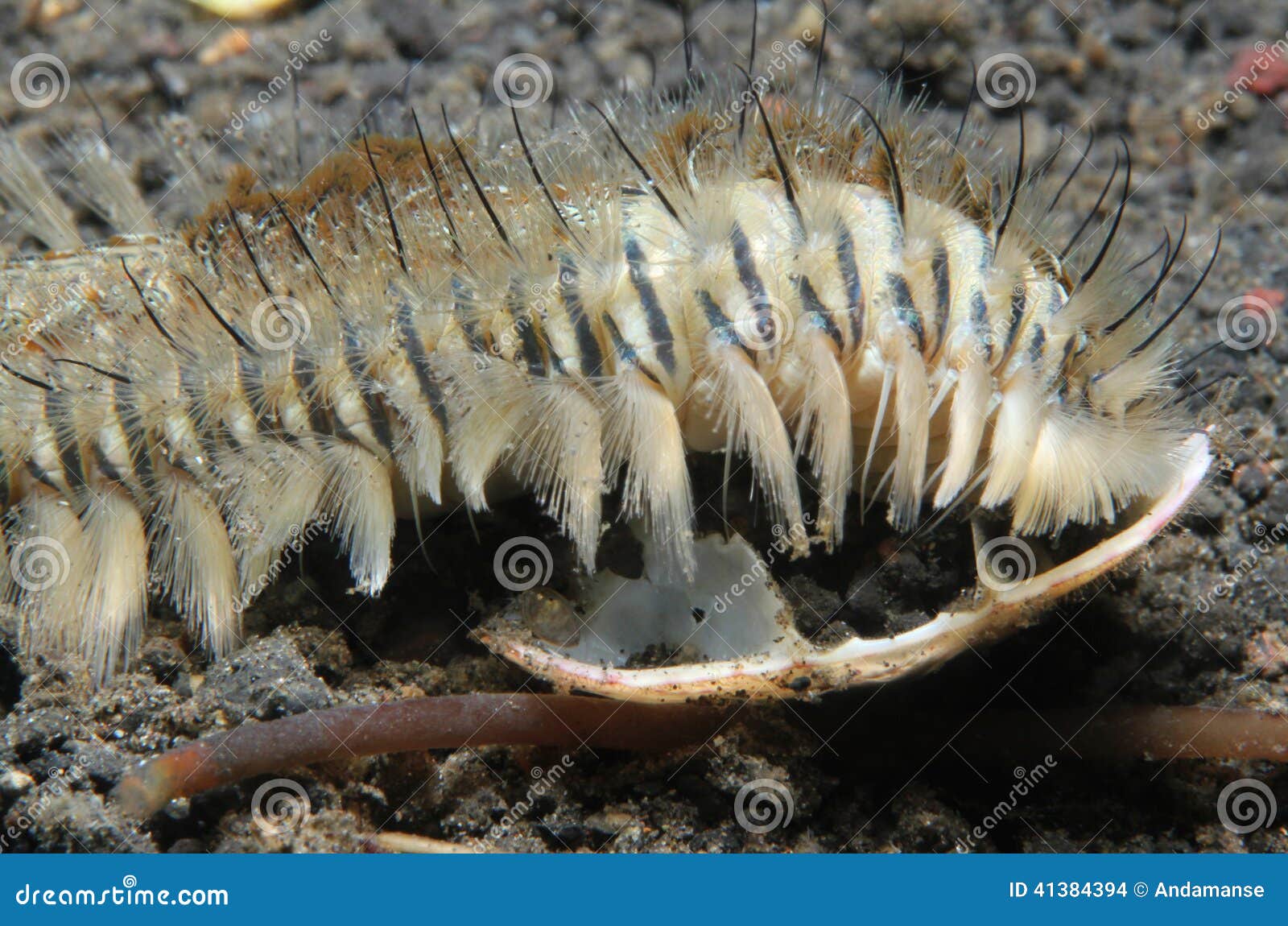 Gusano De La Cerda Del Pavo Real Foto de archivo - Imagen de peacock ...