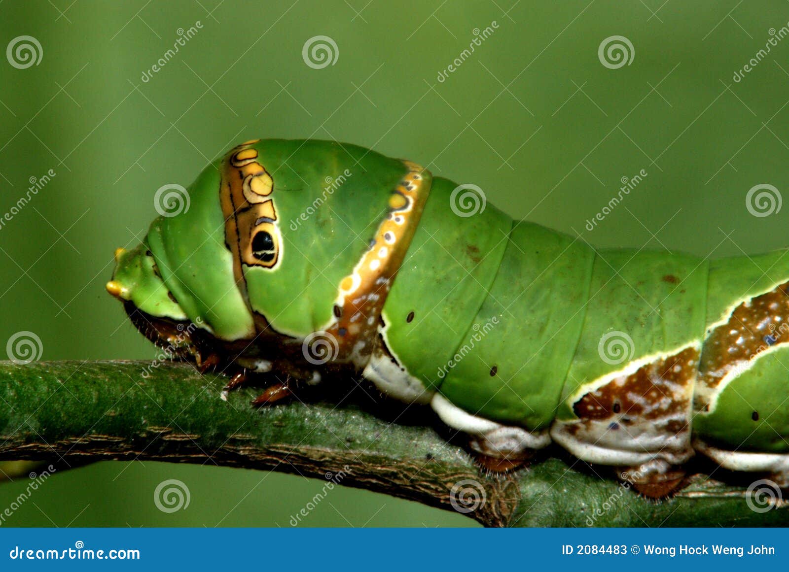 Gusano De La Mariposa Imagen. Imagen: 2084483