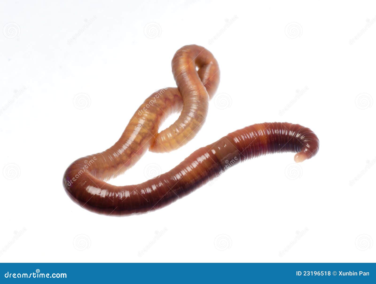 Gusano de la tierra foto de archivo. Imagen de fangoso - 23196518