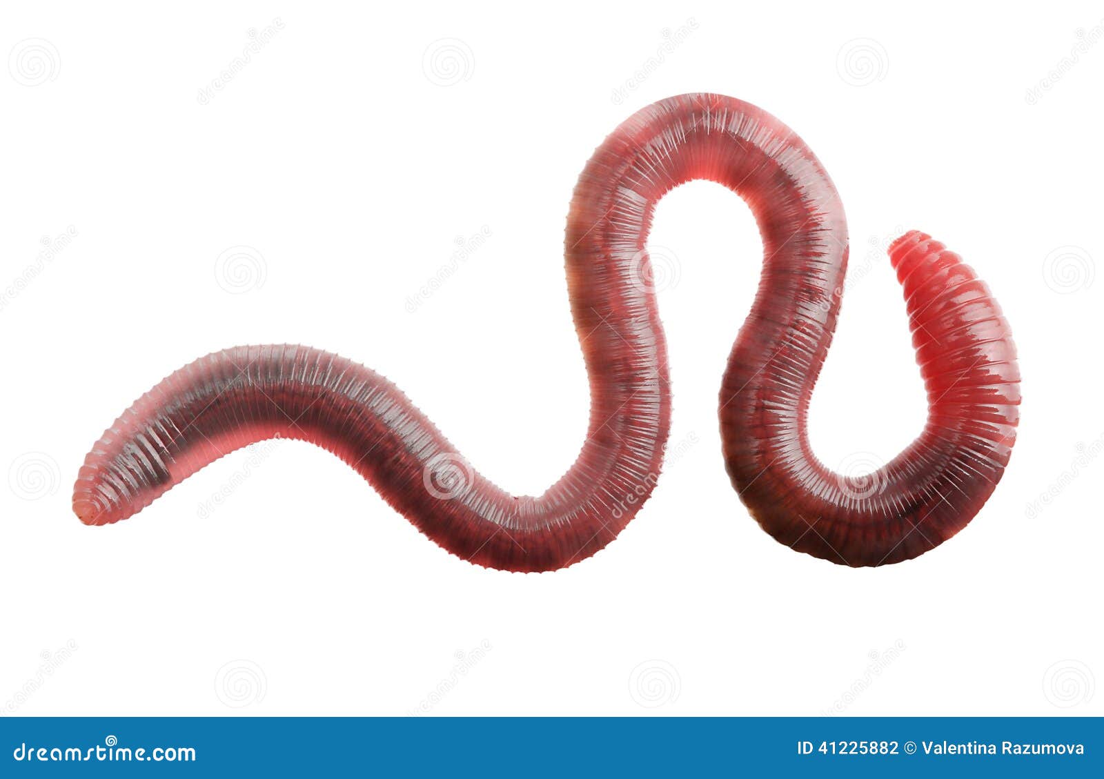 Gusano De La Tierra Aislado Foto de archivo - Imagen de insecto, color ...