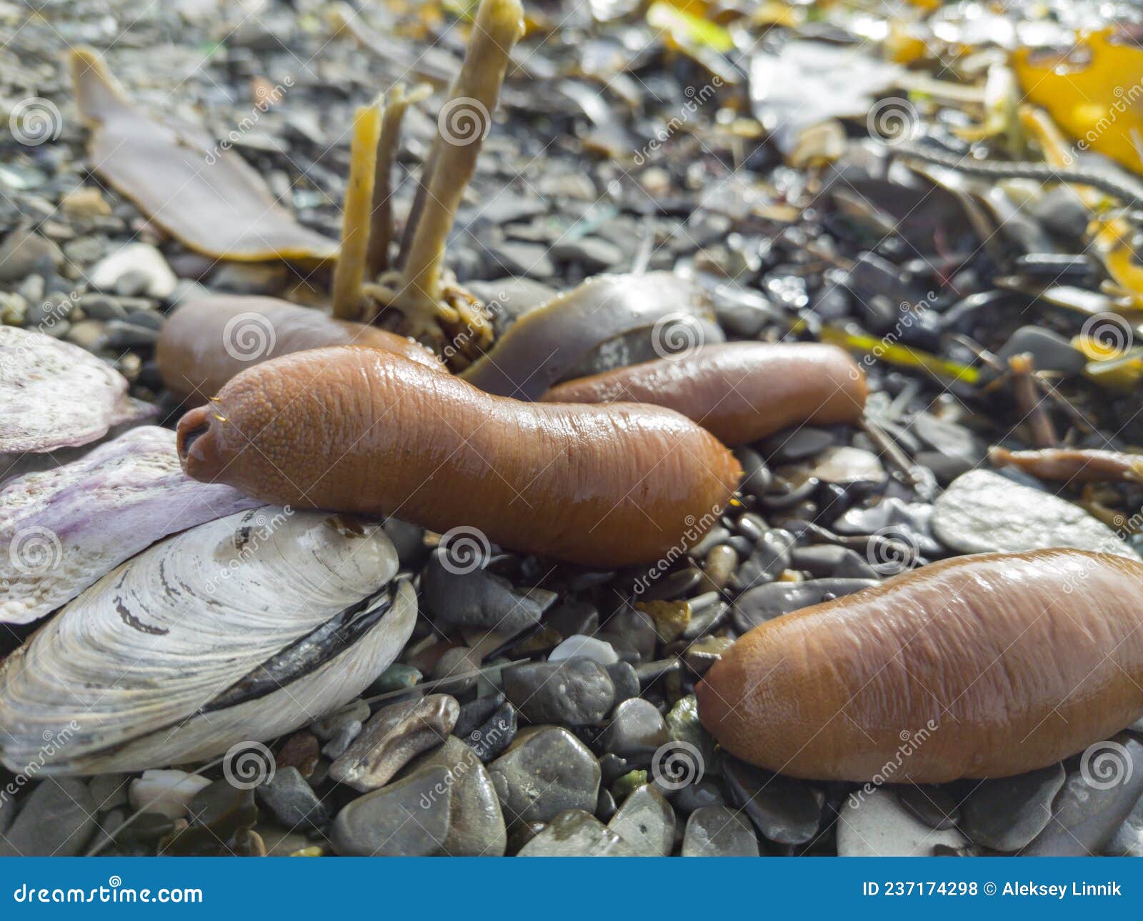 Gusano de mar urechis foto de archivo. Imagen de costa - 237174298