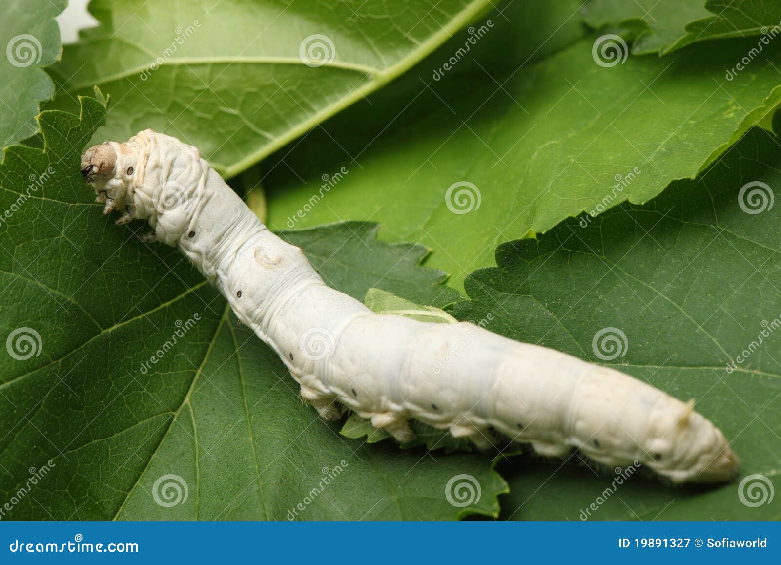 Gusano de seda imagen de archivo. Imagen de hoja, silkworm - 19891327