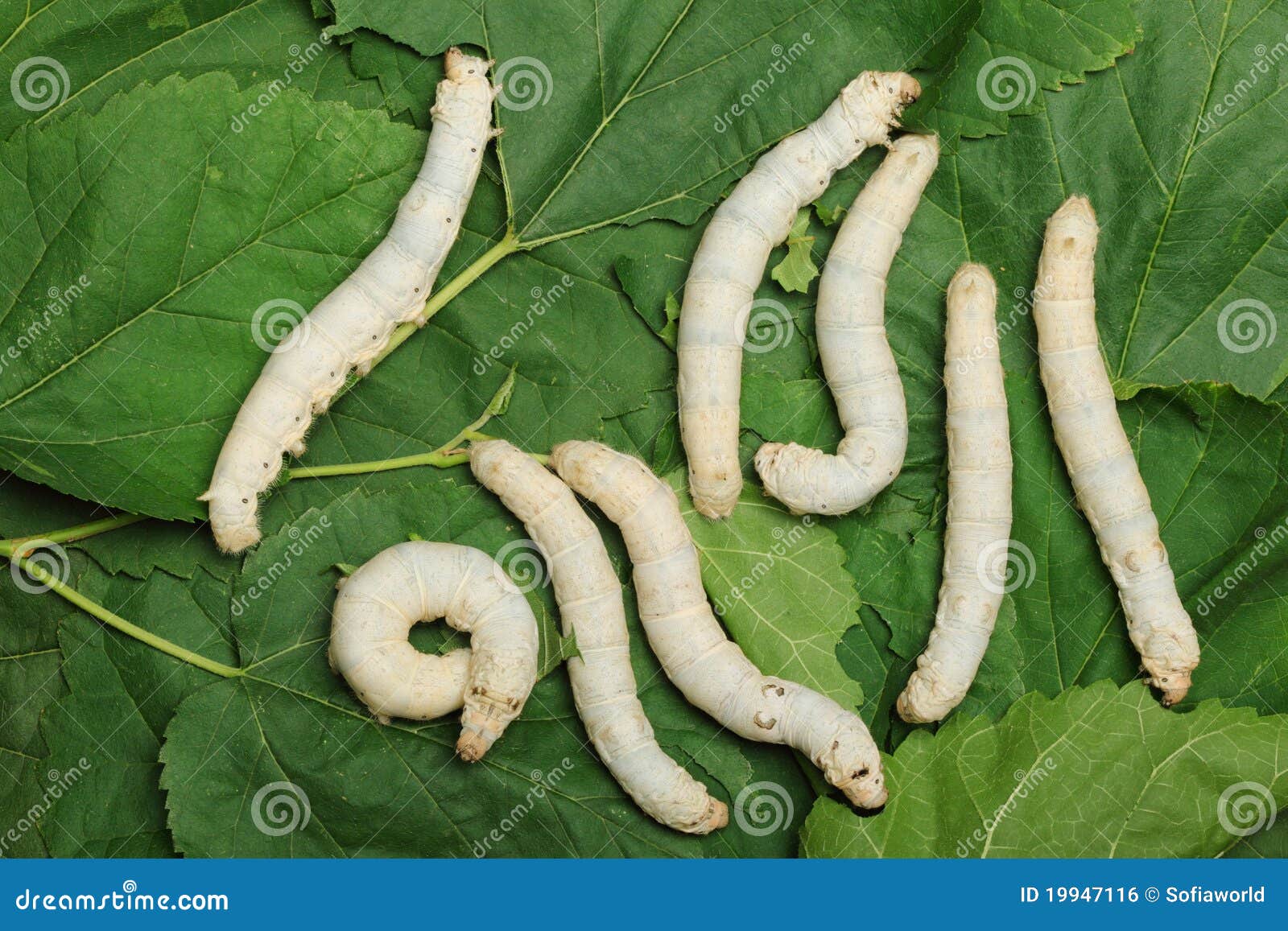 Gusano de seda foto de archivo. Imagen de material, alimento - 19947116