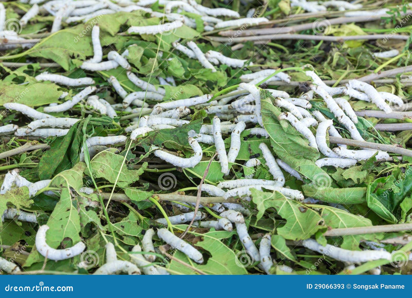 Gusano de seda imagen de archivo. Imagen de crianza, silkworm - 29066393