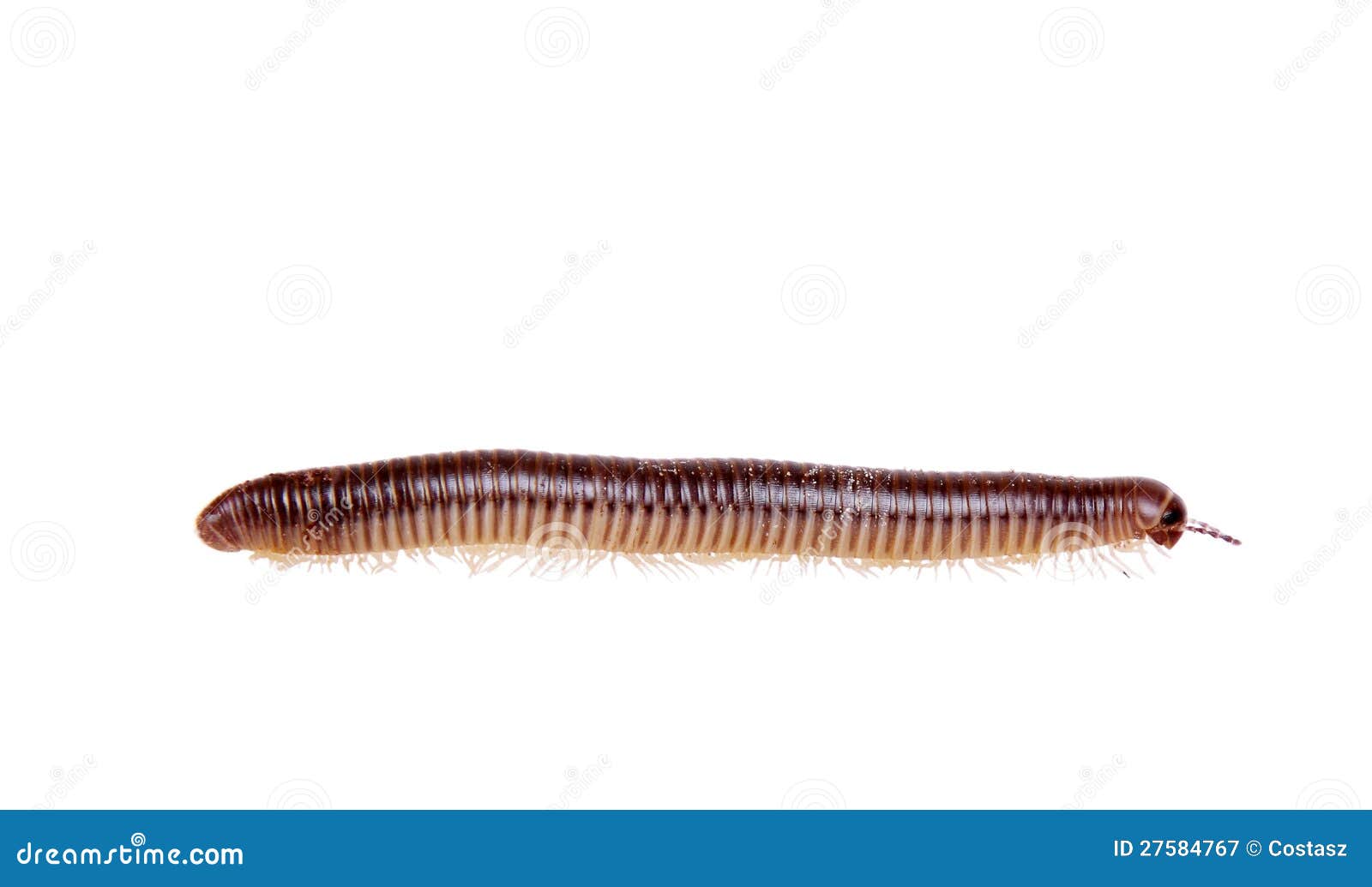 Gusano en blanco imagen de archivo. Imagen de criatura - 27584767