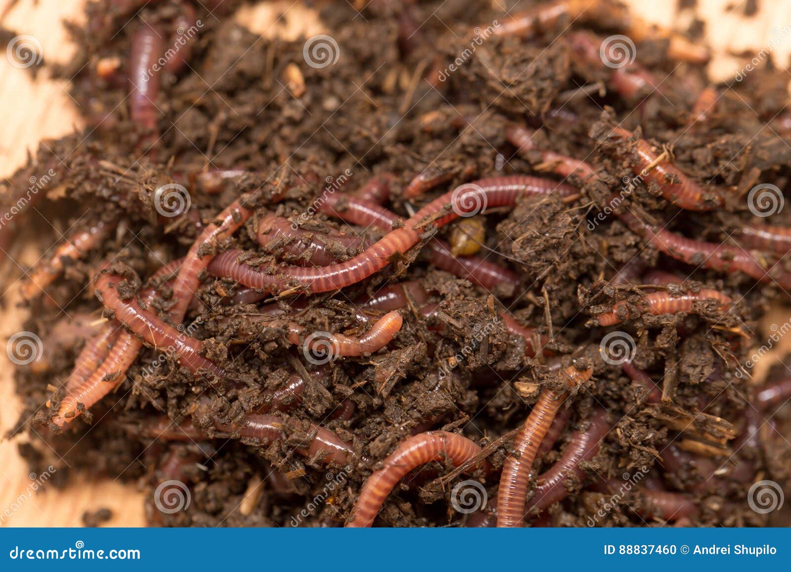 Gusano En El Tablero De Madera Foto de archivo - Imagen de cinco, fauna ...