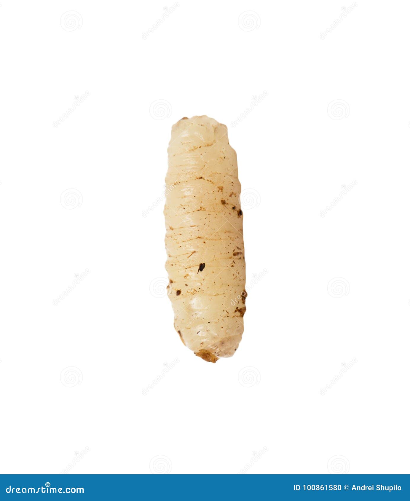 Gusano en un fondo blanco foto de archivo. Imagen de criatura - 100861580