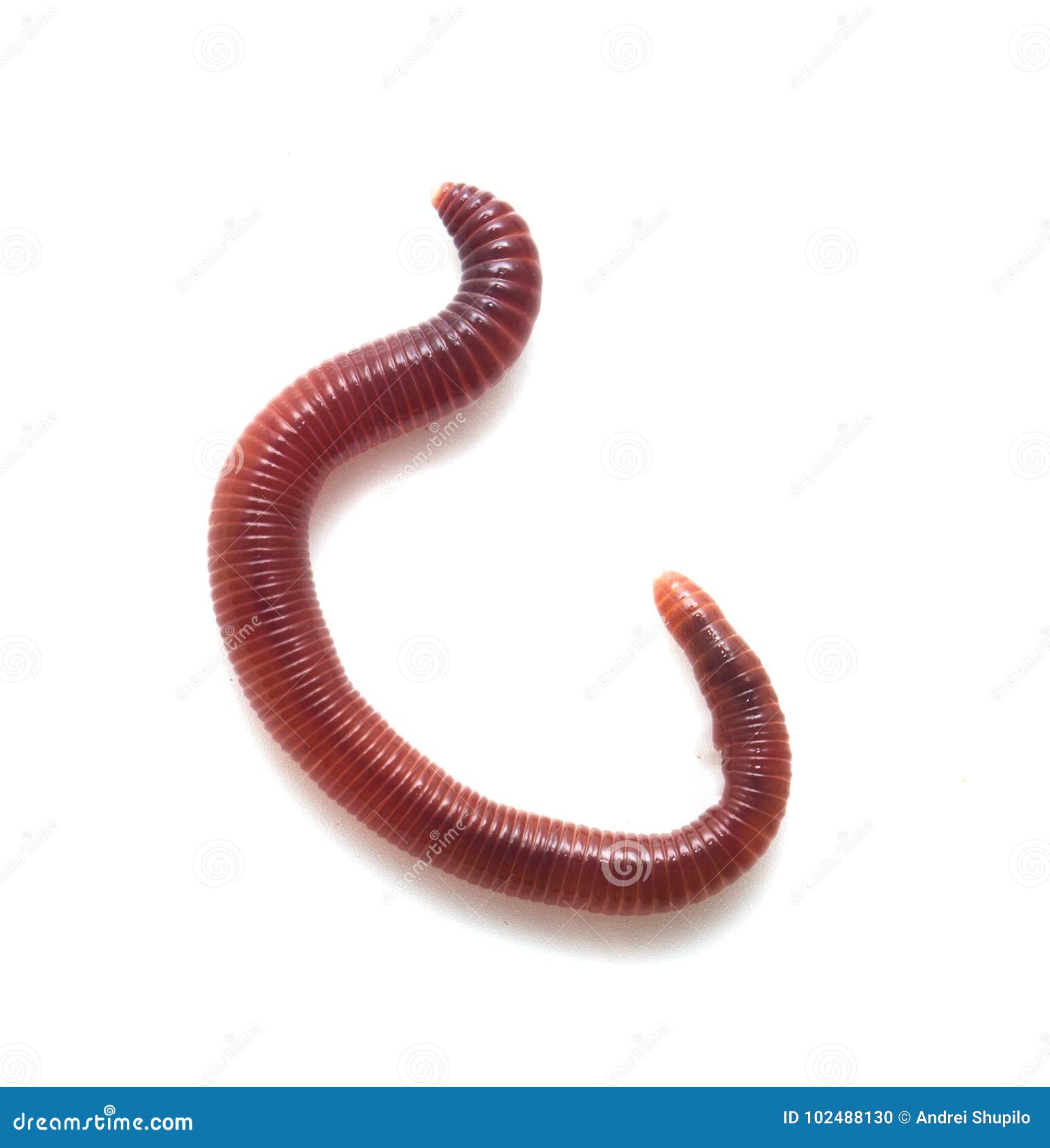 Gusano en un fondo blanco foto de archivo. Imagen de mojado - 102488130