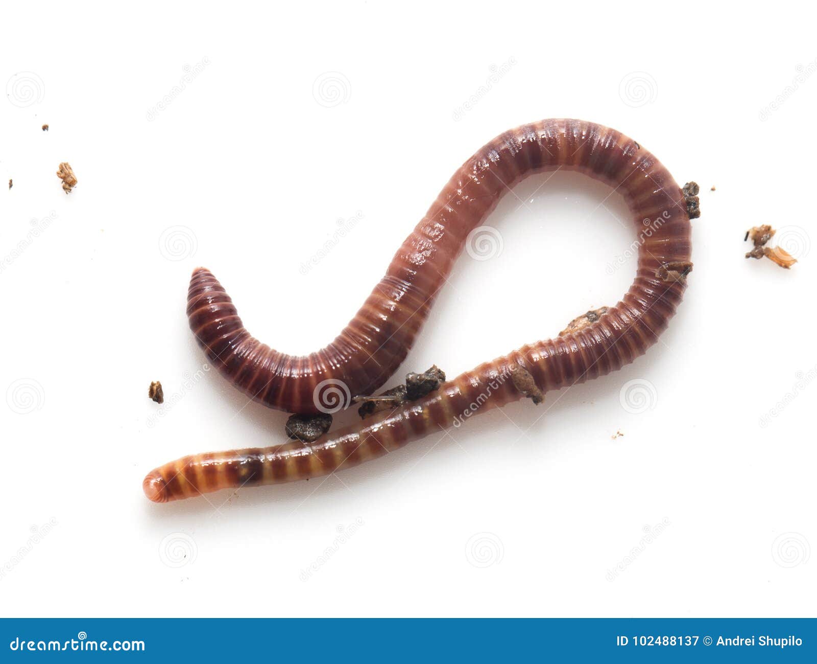 Gusano en un fondo blanco imagen de archivo. Imagen de invertebrado ...