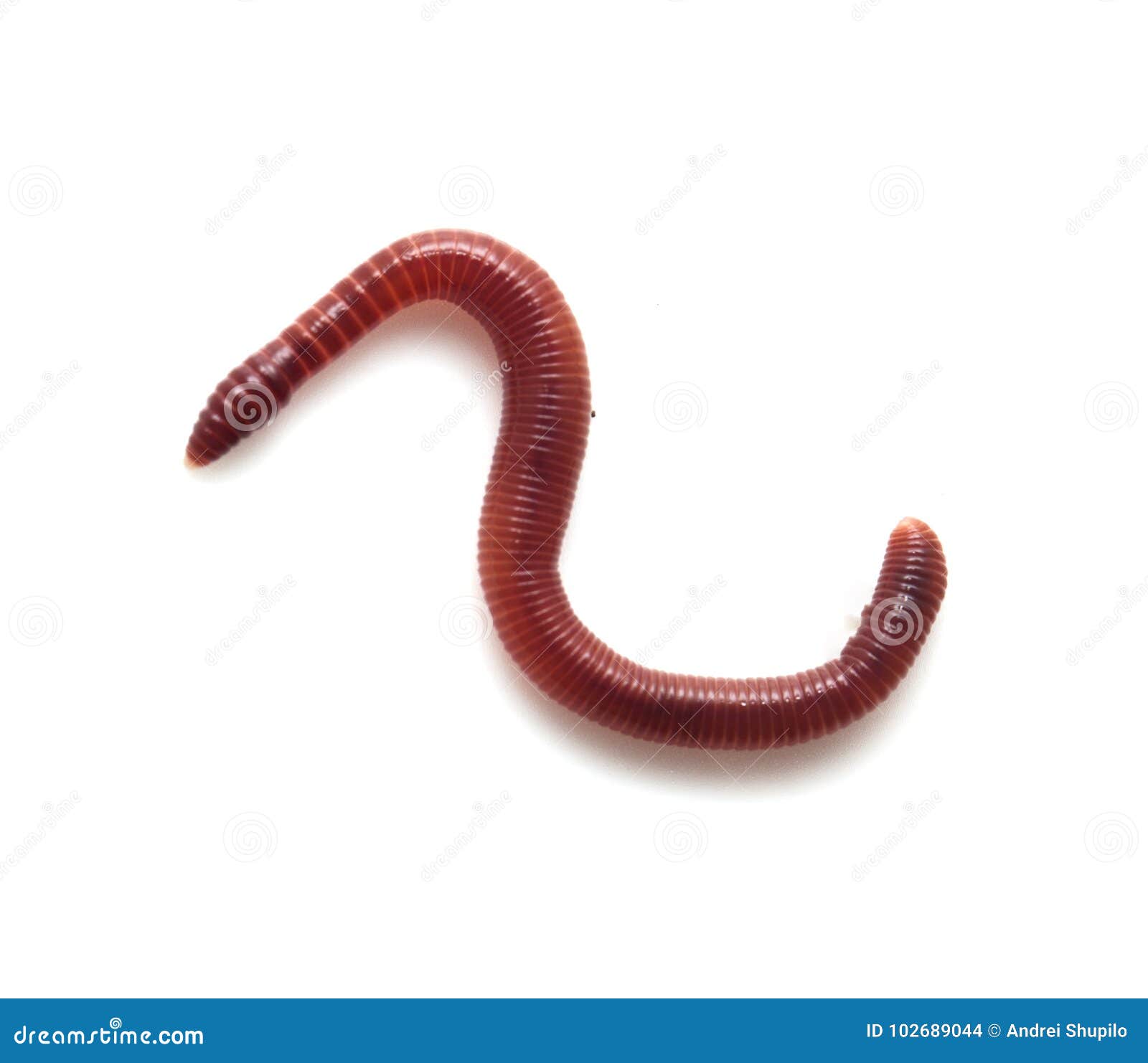 Gusano en un fondo blanco foto de archivo. Imagen de rojo - 102689044