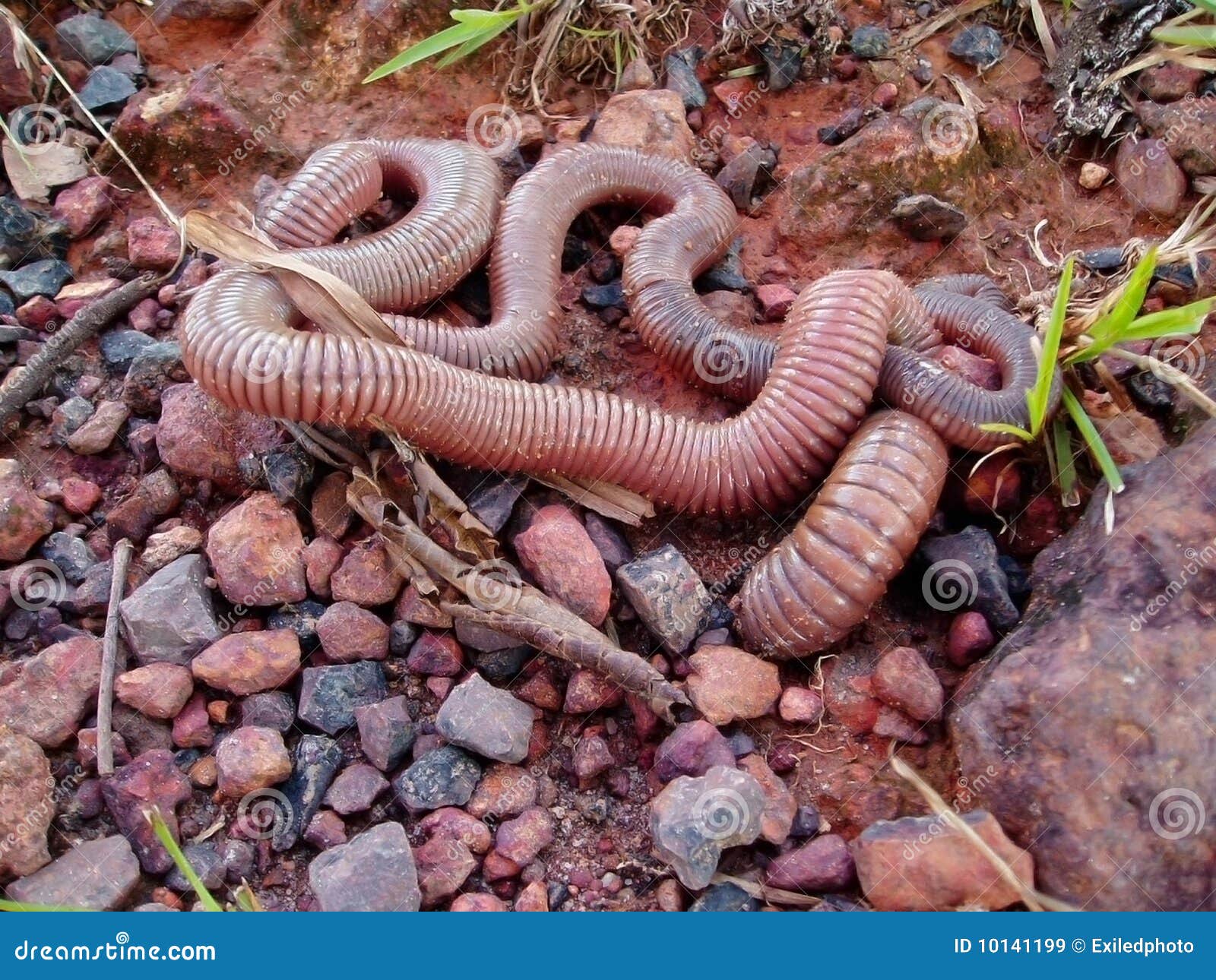 Gusano gigante imagen de archivo. Imagen de hierba, guijarros - 10141199