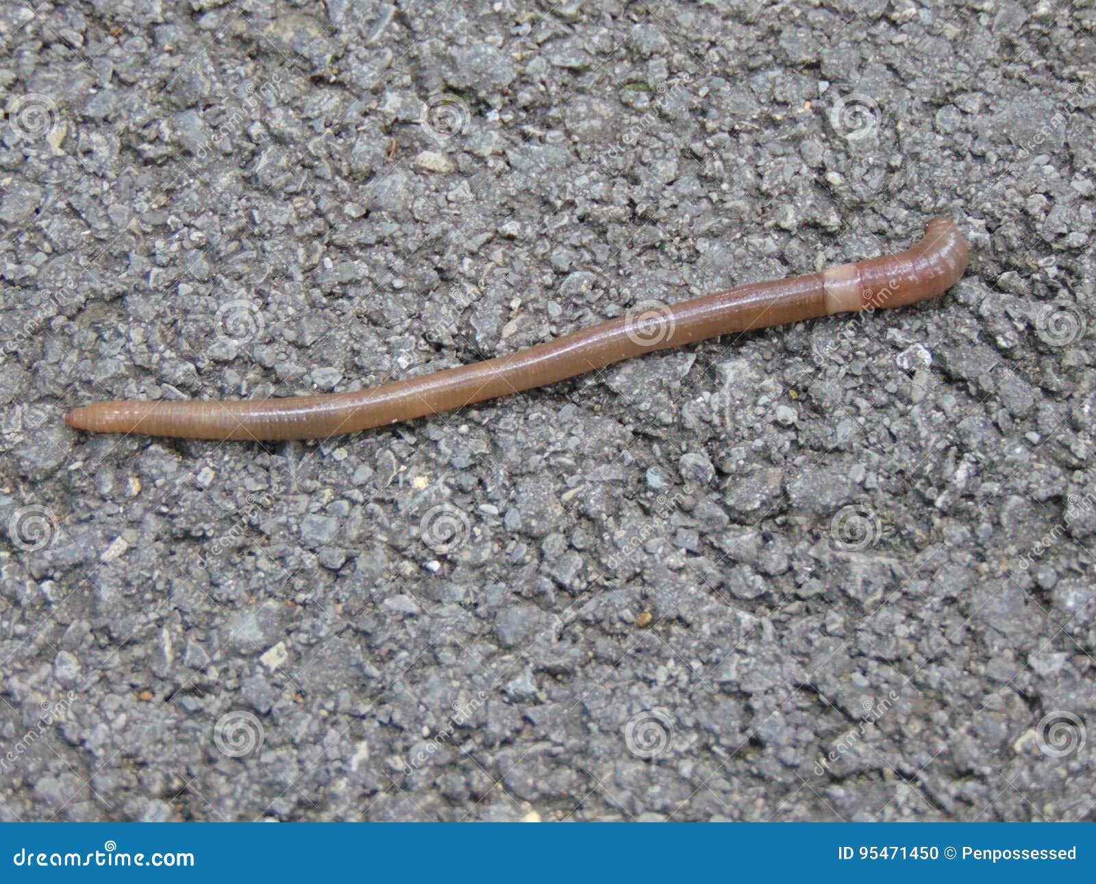 Gusano gigante foto de archivo. Imagen de gusano, enorme - 95471450