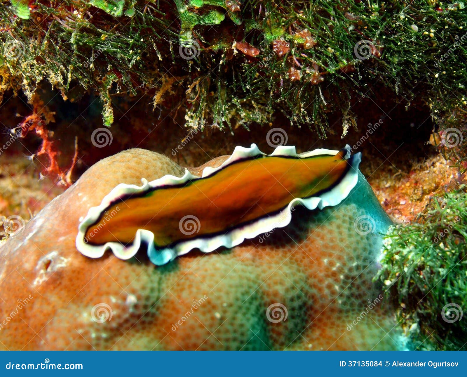 Gusano plano foto de archivo. Imagen de animal, gusano - 37135084