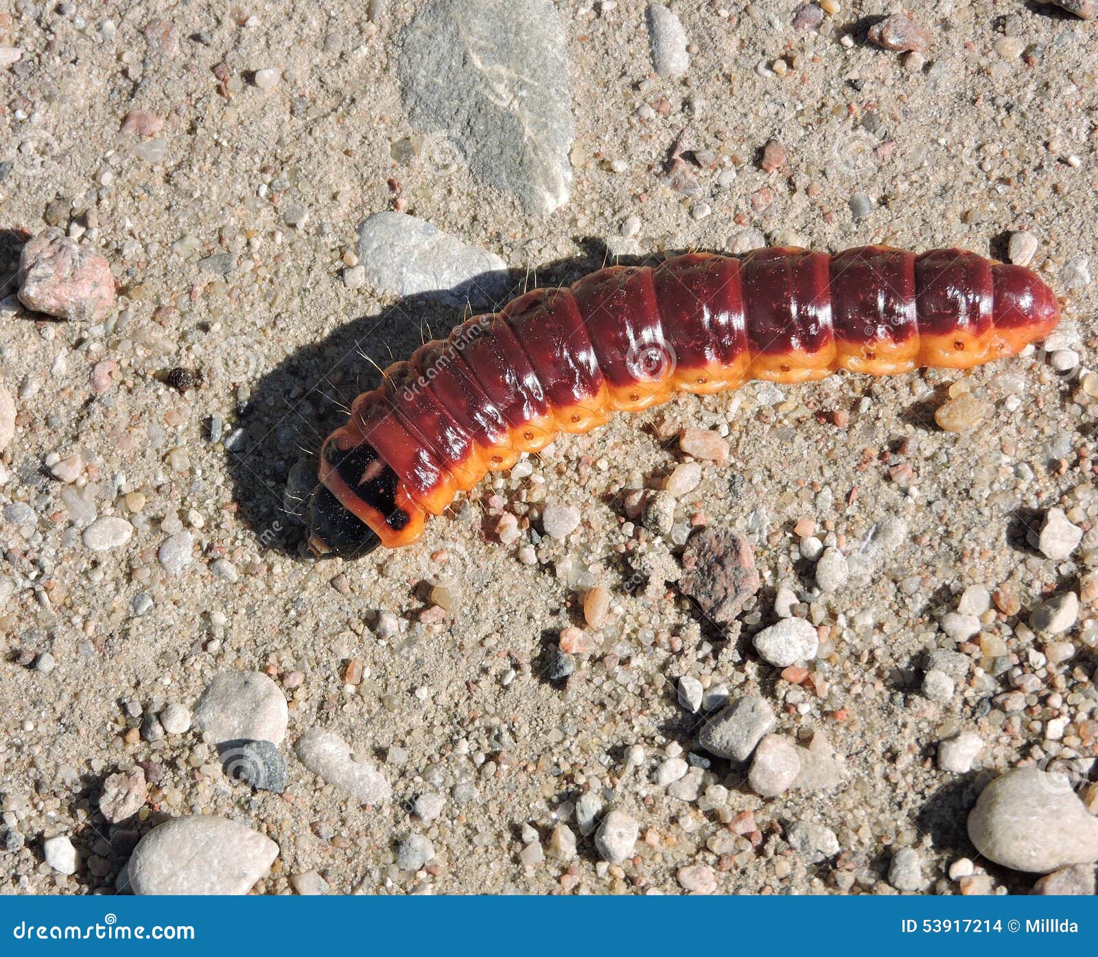 Gusano rojo foto de archivo. Imagen de fauna, insecto - 53917214