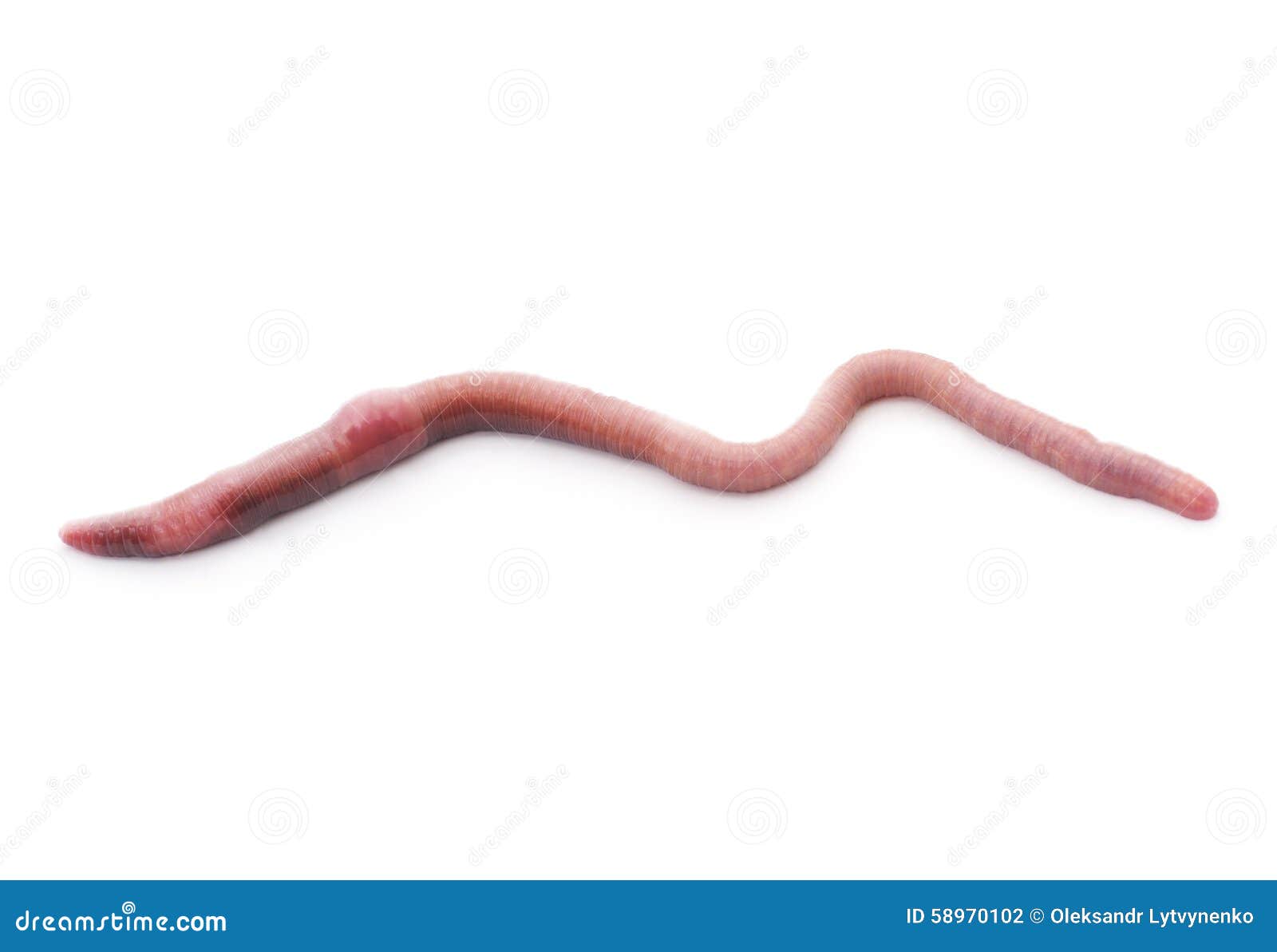 Gusano rosado foto de archivo. Imagen de rojo, cubo, fangoso - 58970102