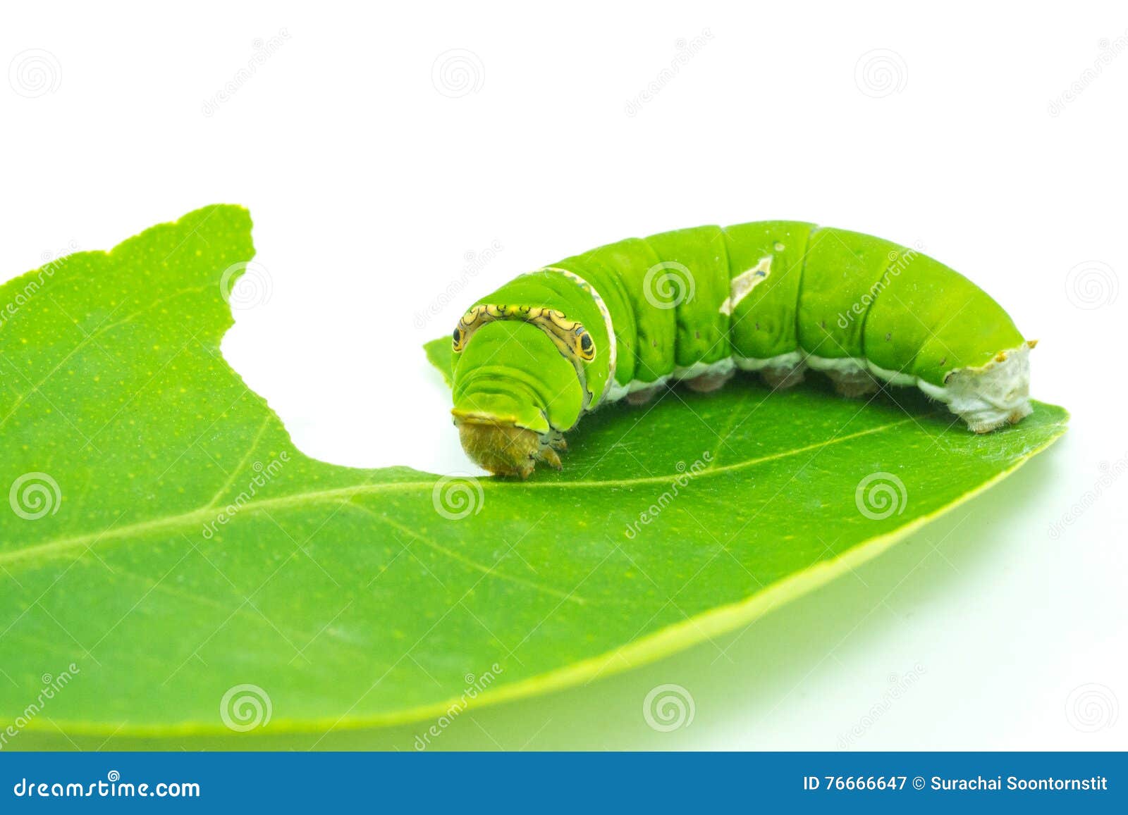 Gusano verde gigante imagen de archivo. Imagen de ambiente - 76666647