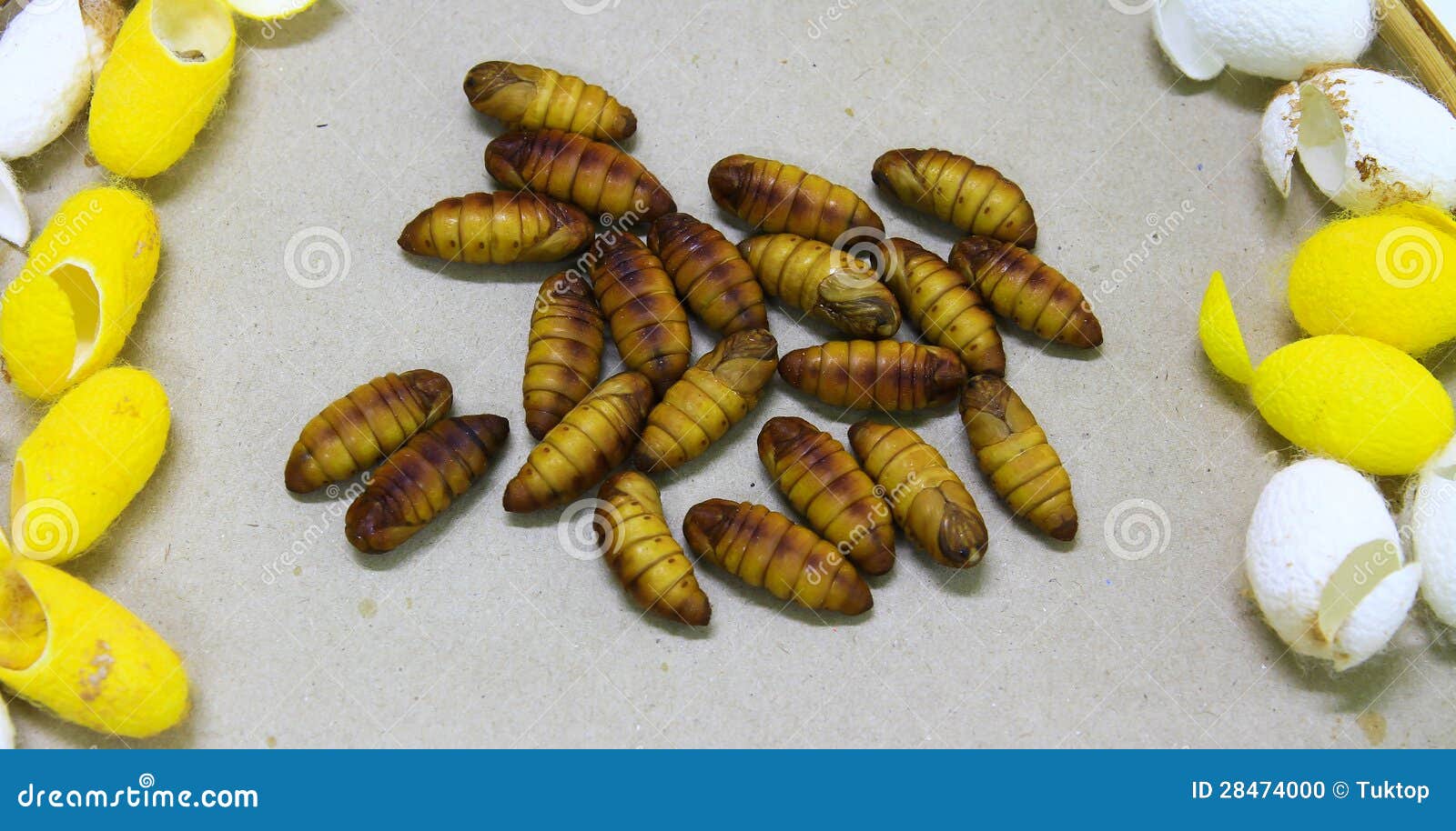 Gusanos de seda y capullos foto de archivo. Imagen de polilla - 28474000