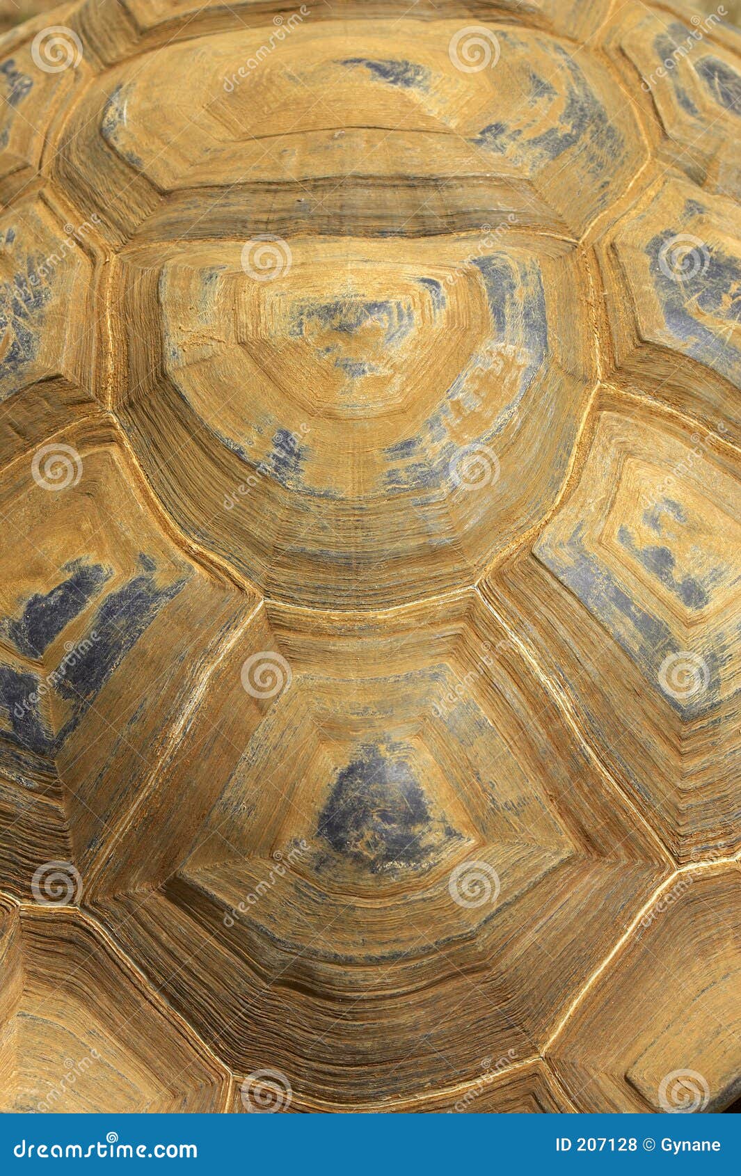 Guscio Di Testuggine Gigante Fotografia Stock - Immagine di naughty ...