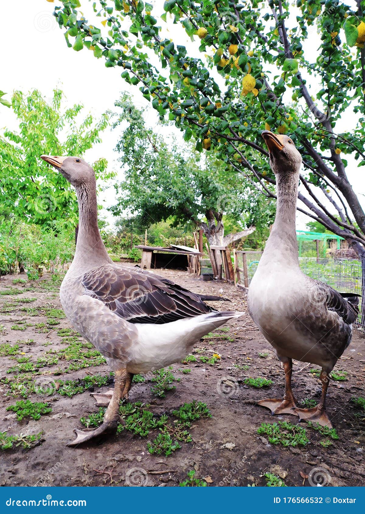 Guse bird in garden stock photo. Image of mallard, garden - 176566532