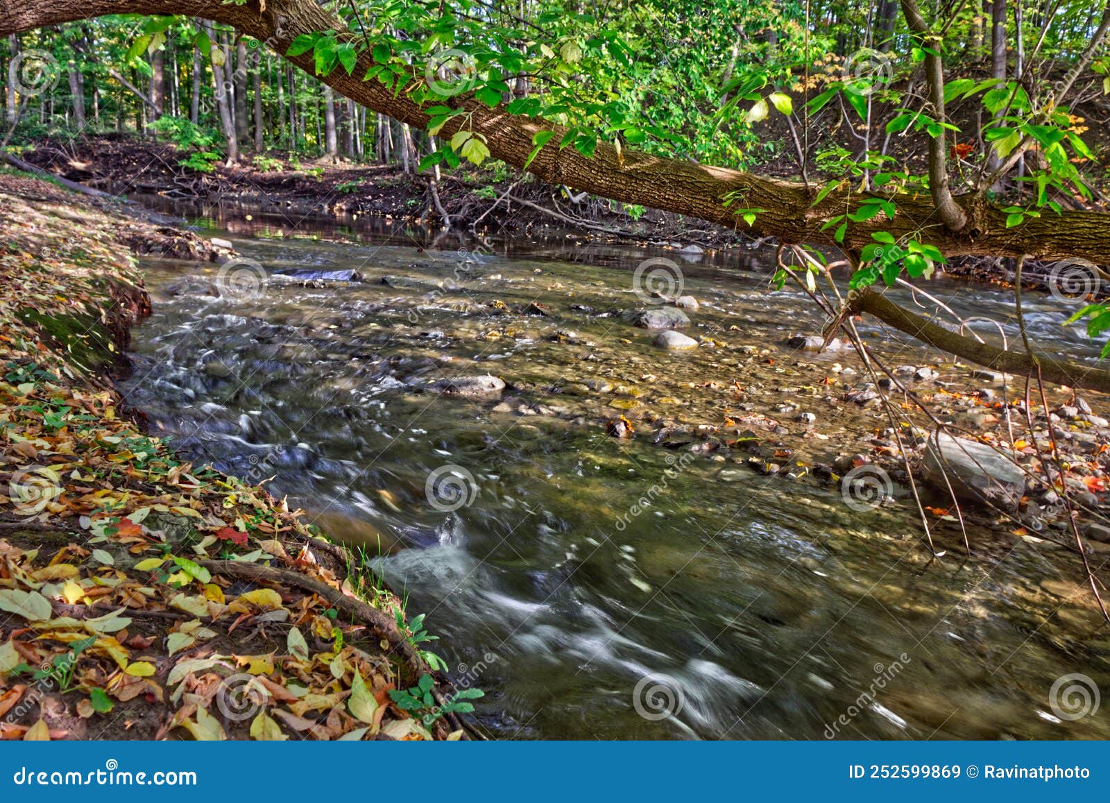 Gushing River Makes a Fork with Beautiful Fall Foliage - Fall in ...