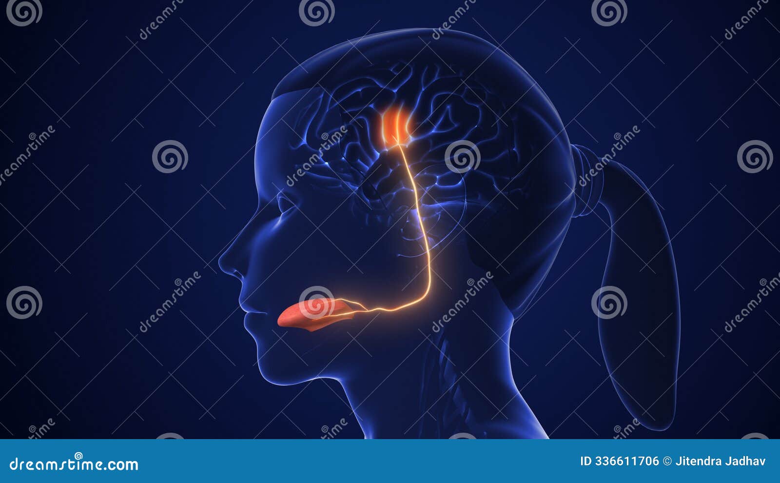 Gustatory Neural Network for Taste Detection Stock Illustration ...