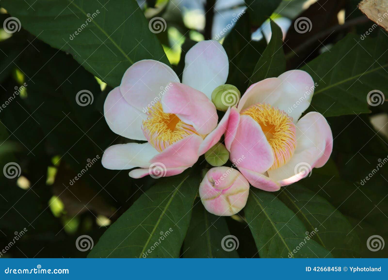 Gustavia stock photo. Image of tree, plant, bloom, gustavia - 42668458