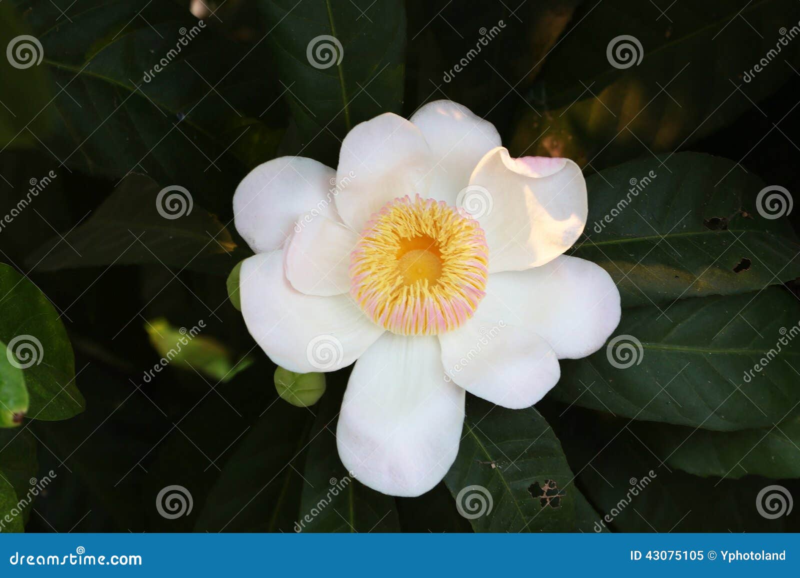 Gustavia gracillima stock image. Image of flora, theaceae - 43075105