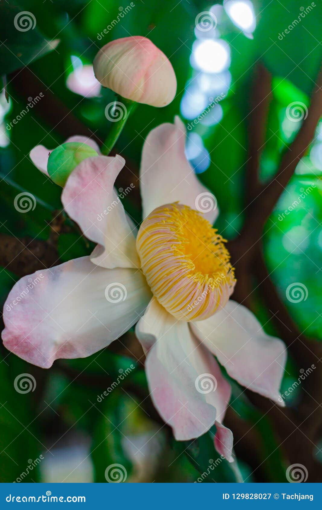 Gustavia Gracillima, White Gustavia, White Lotus Flower. Stock Image ...