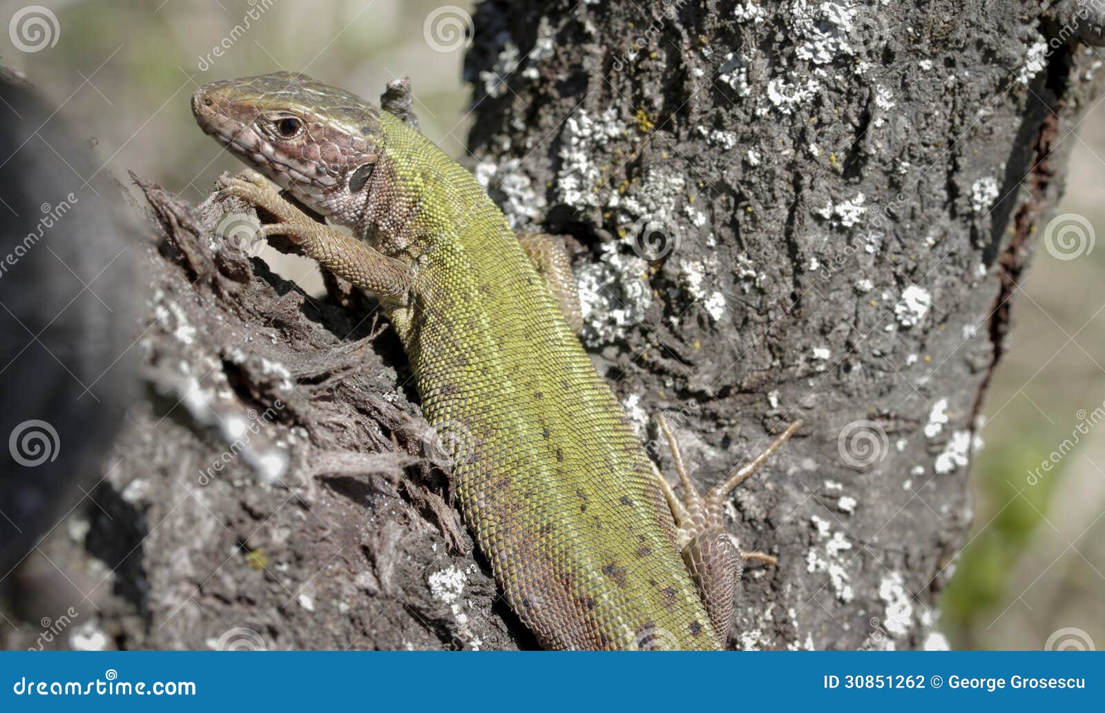 Guster lizard stock photo. Image of gently, dinosaur - 30851262