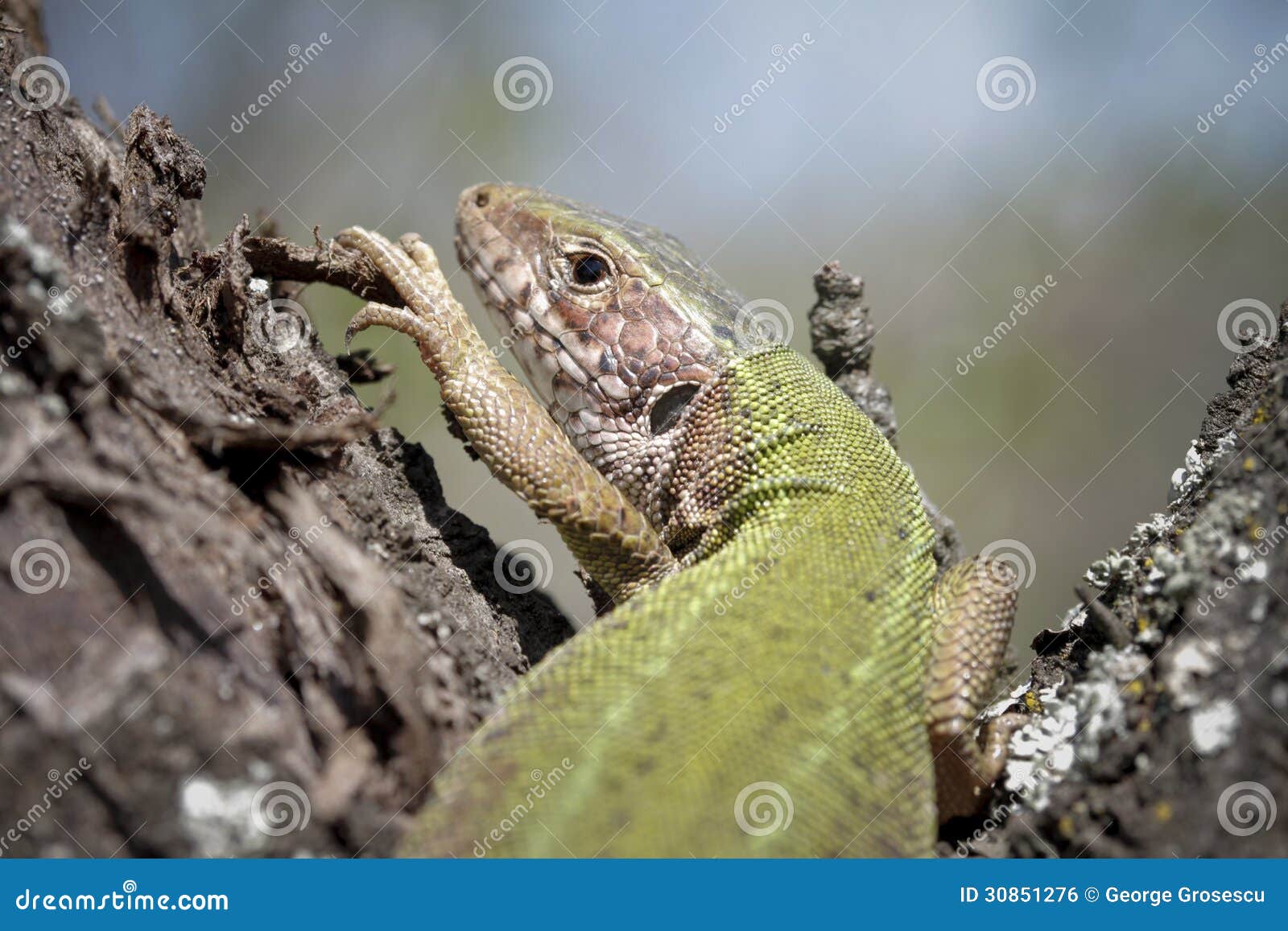 Guster lizard stock photo. Image of color, habitat, face - 30851276