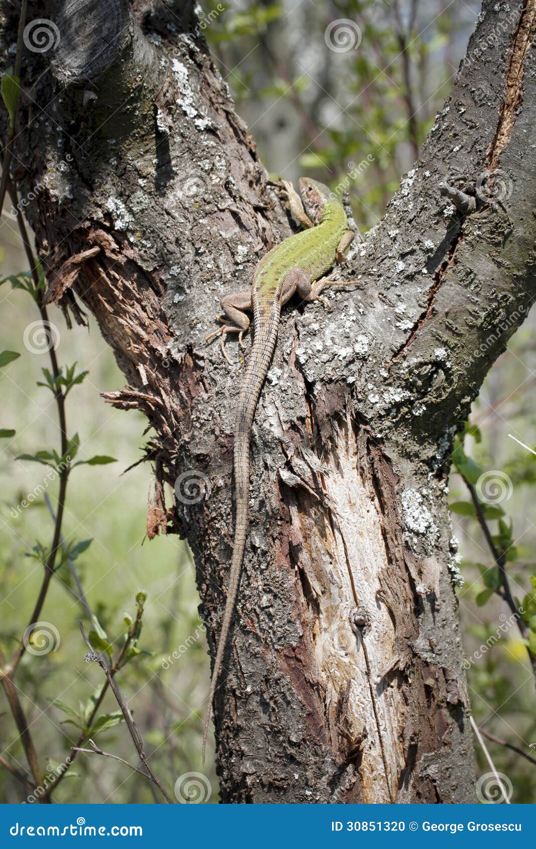 Guster lizard stock photo. Image of beauty, dinosaur - 30851320