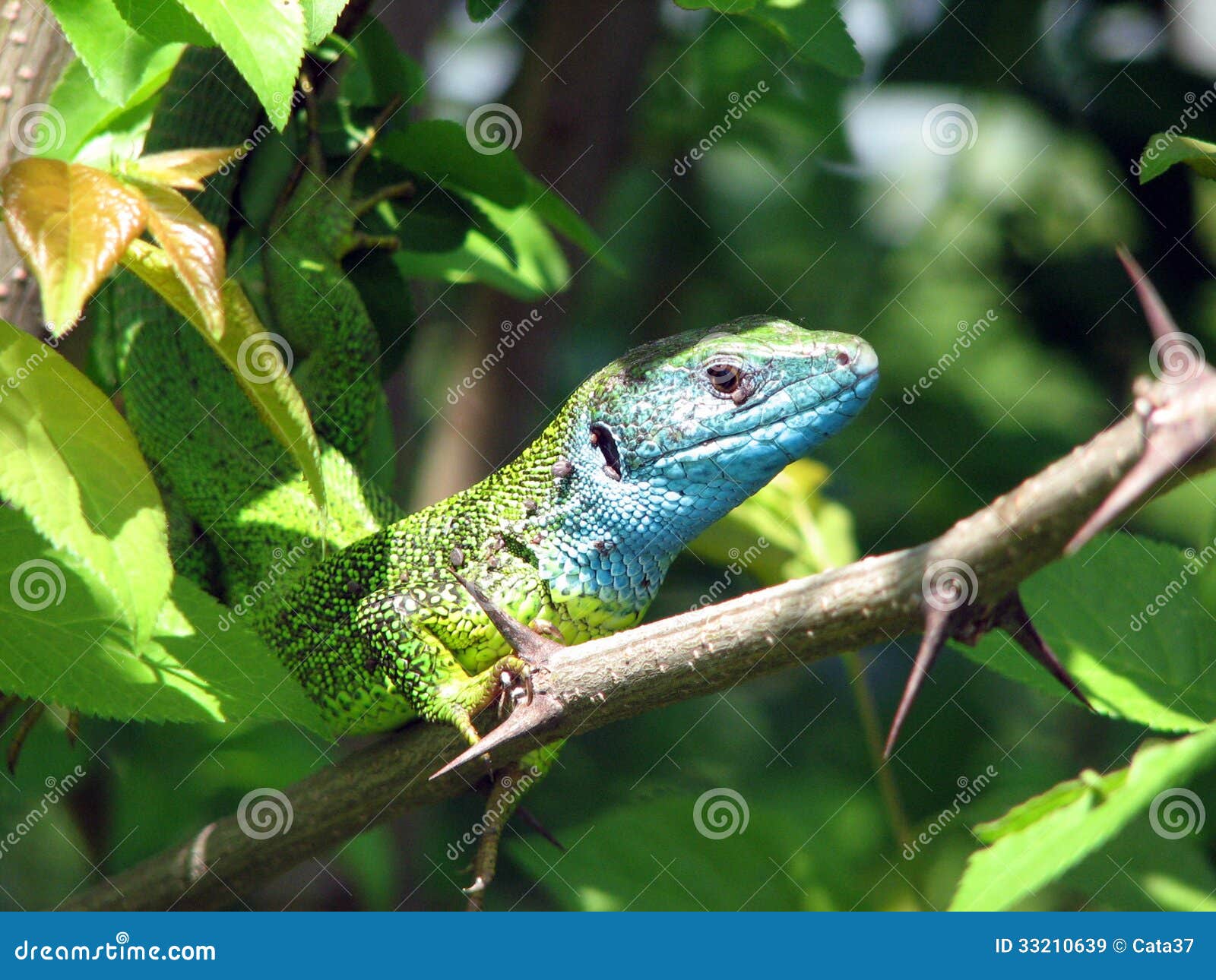 Guster lizard stock image. Image of guster, blue, colorful - 33210639