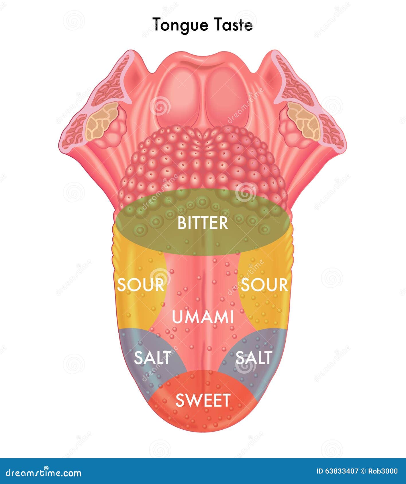 Gusto de la lengua ilustración del vector. Ilustración de estructuras ...