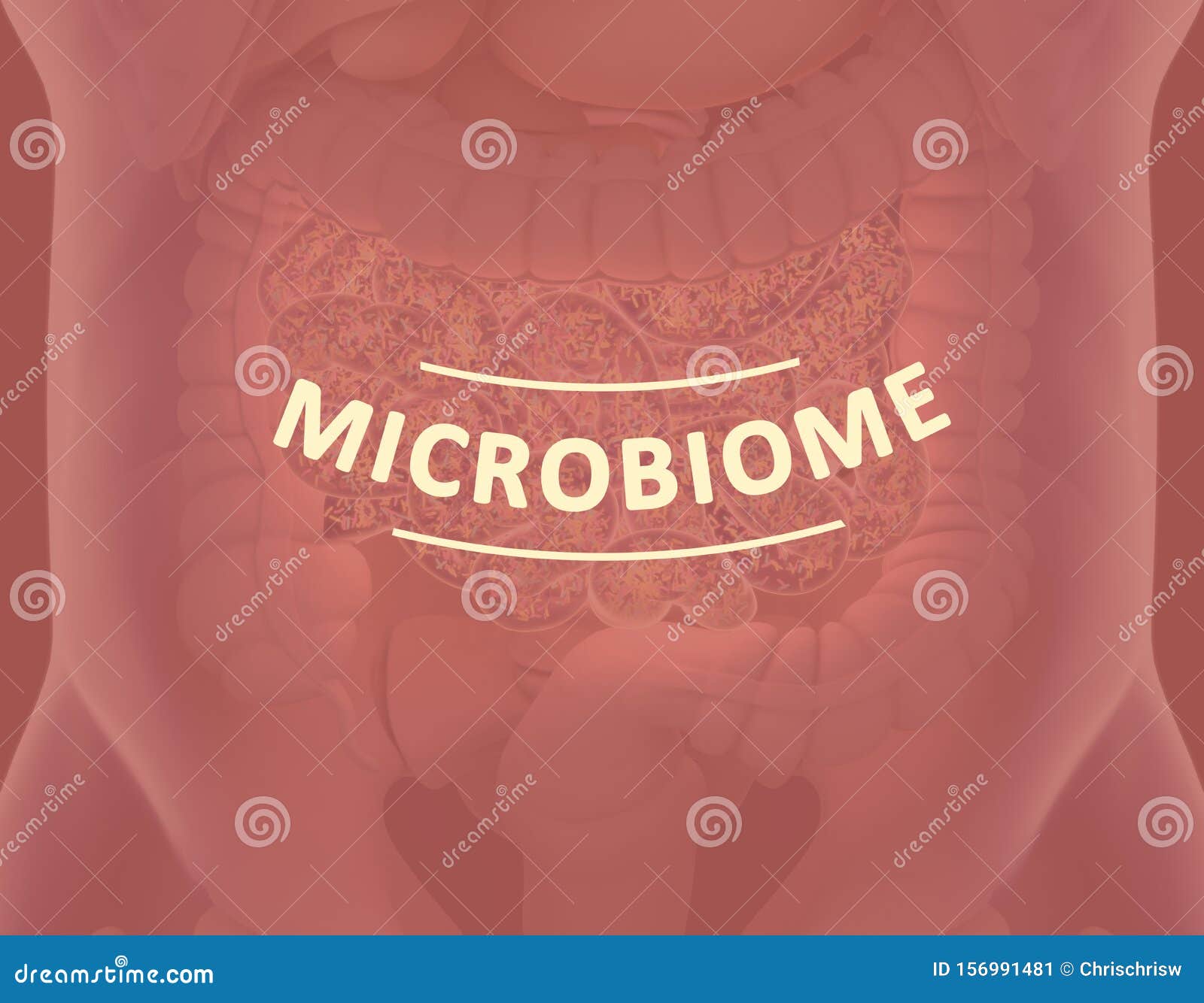 Gut Bacteria , Gut Flora, Microbiome. Bacteria Inside the Small ...