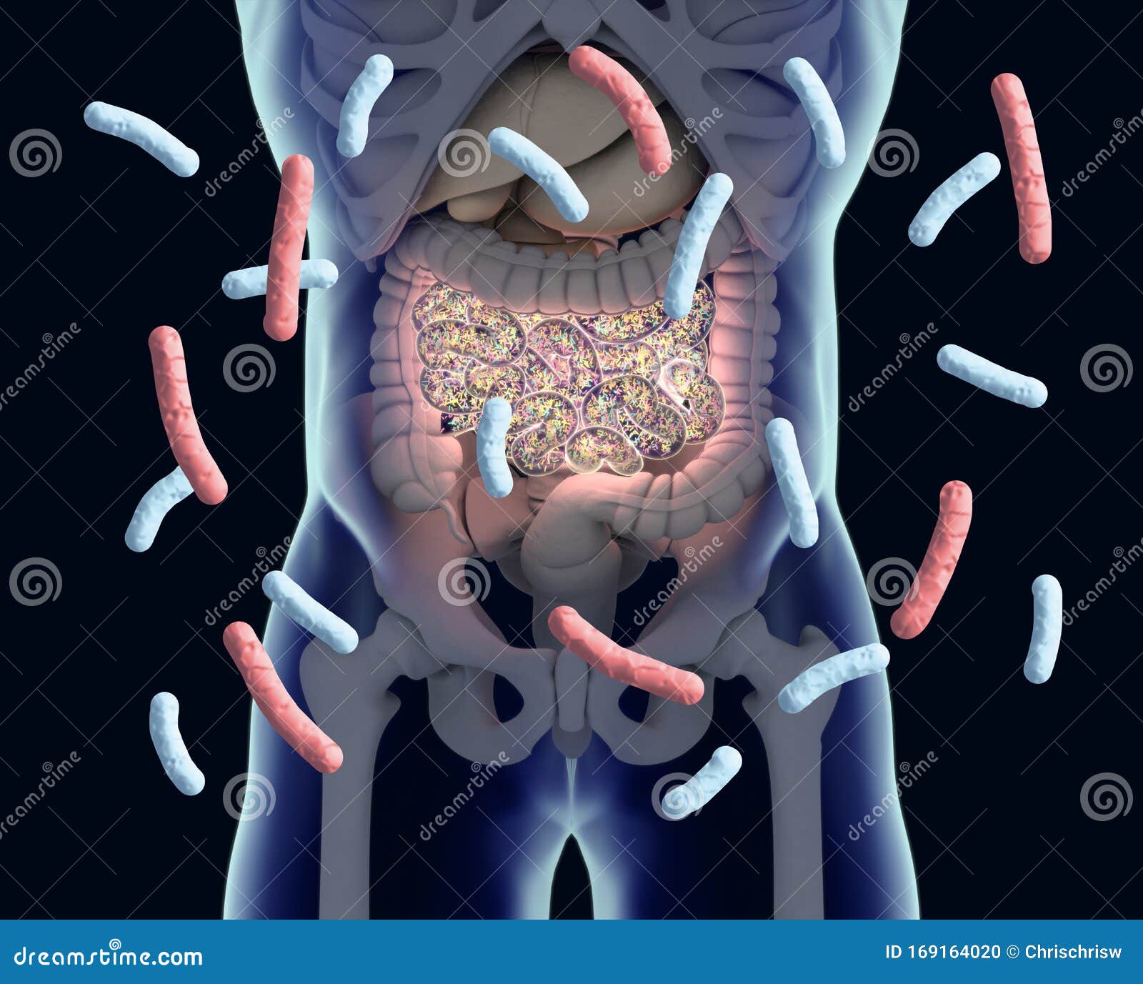 Gut Bacteria , Gut Flora, Microbiome. Bacteria Inside the Small ...