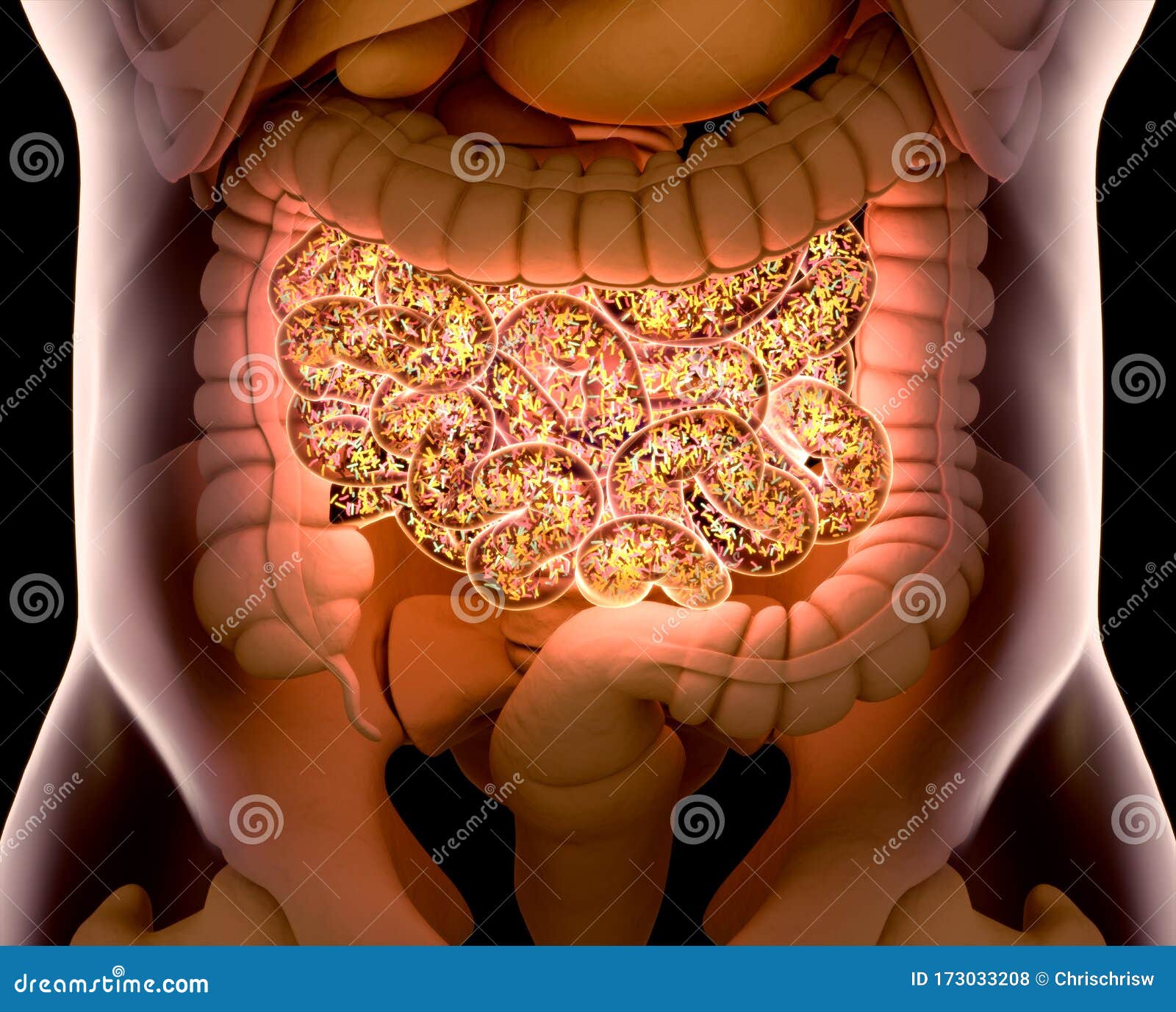 Inside A Human Intestine