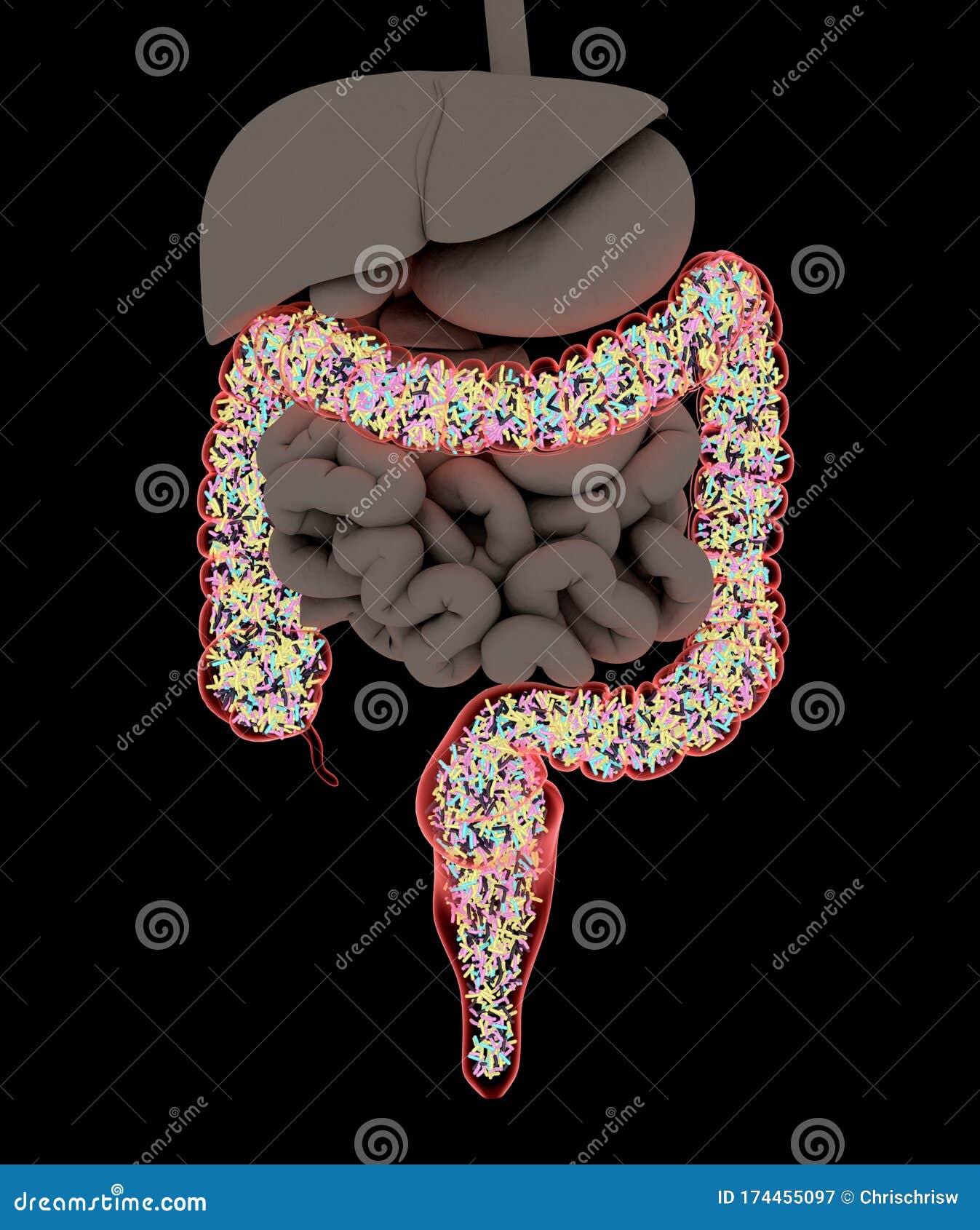 Gut Bacteria , Gut Flora, Microbiome. Bacteria Inside the Small ...