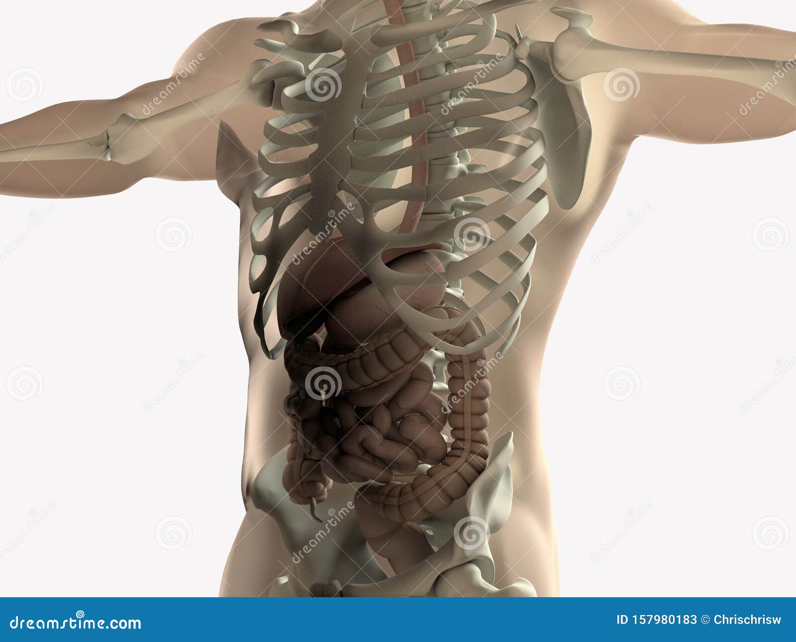 Gut Bacteria, Microbiome. Bacteria Inside the Large Intestine, Concept ...