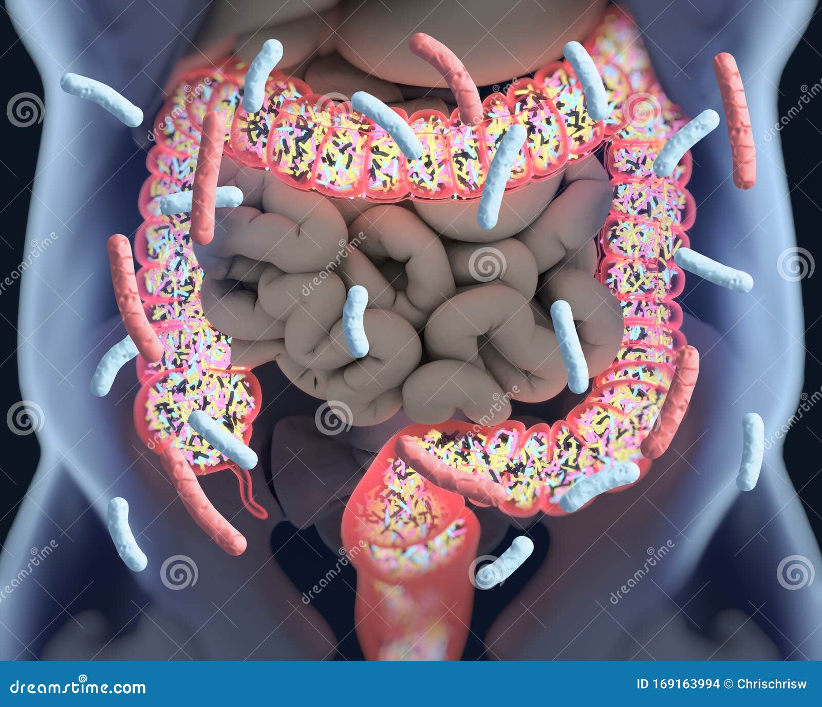 Large Intestine Inside