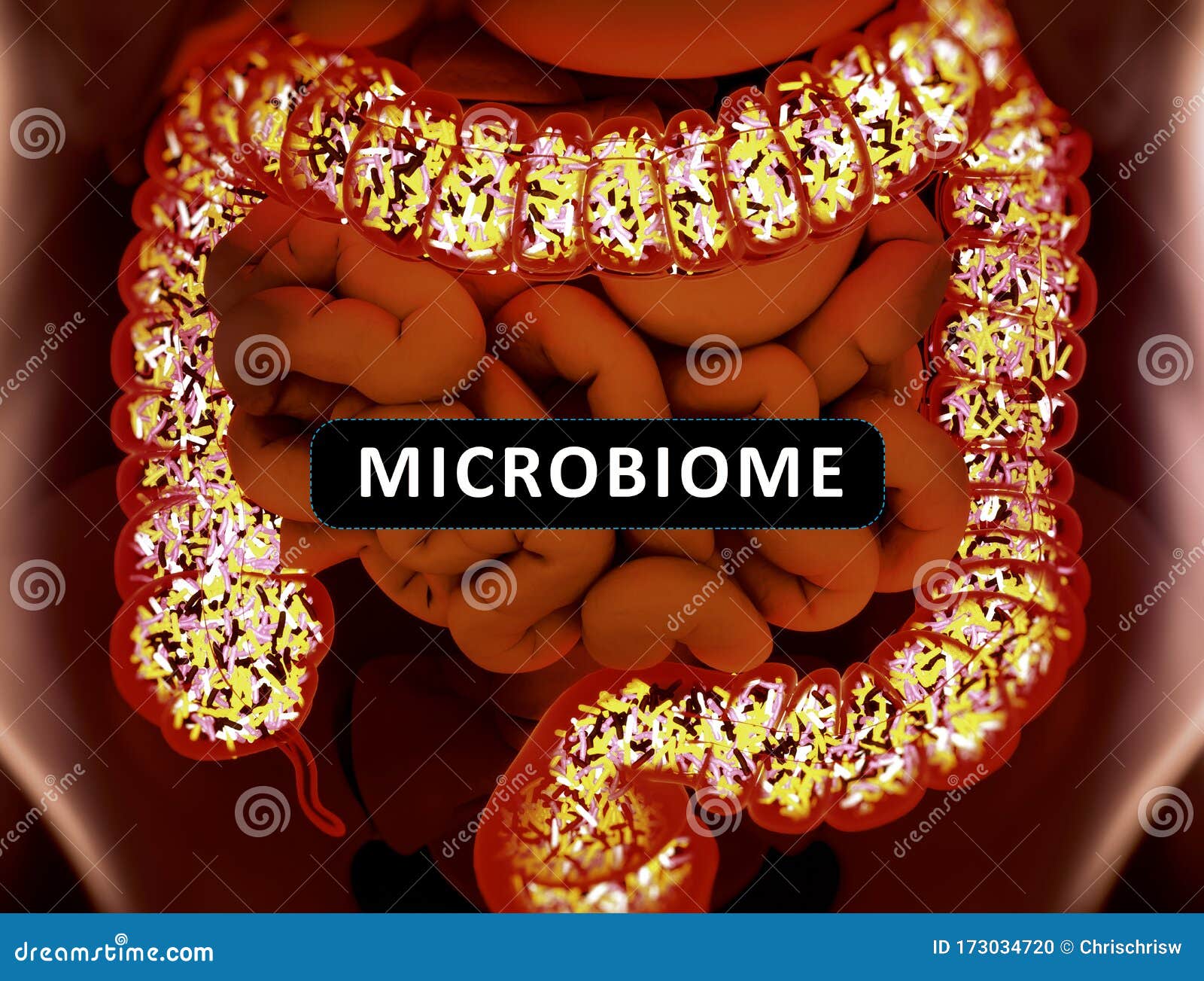 Gut Bacteria, Microbiome. Bacteria Inside the Large Intestine, Concept ...