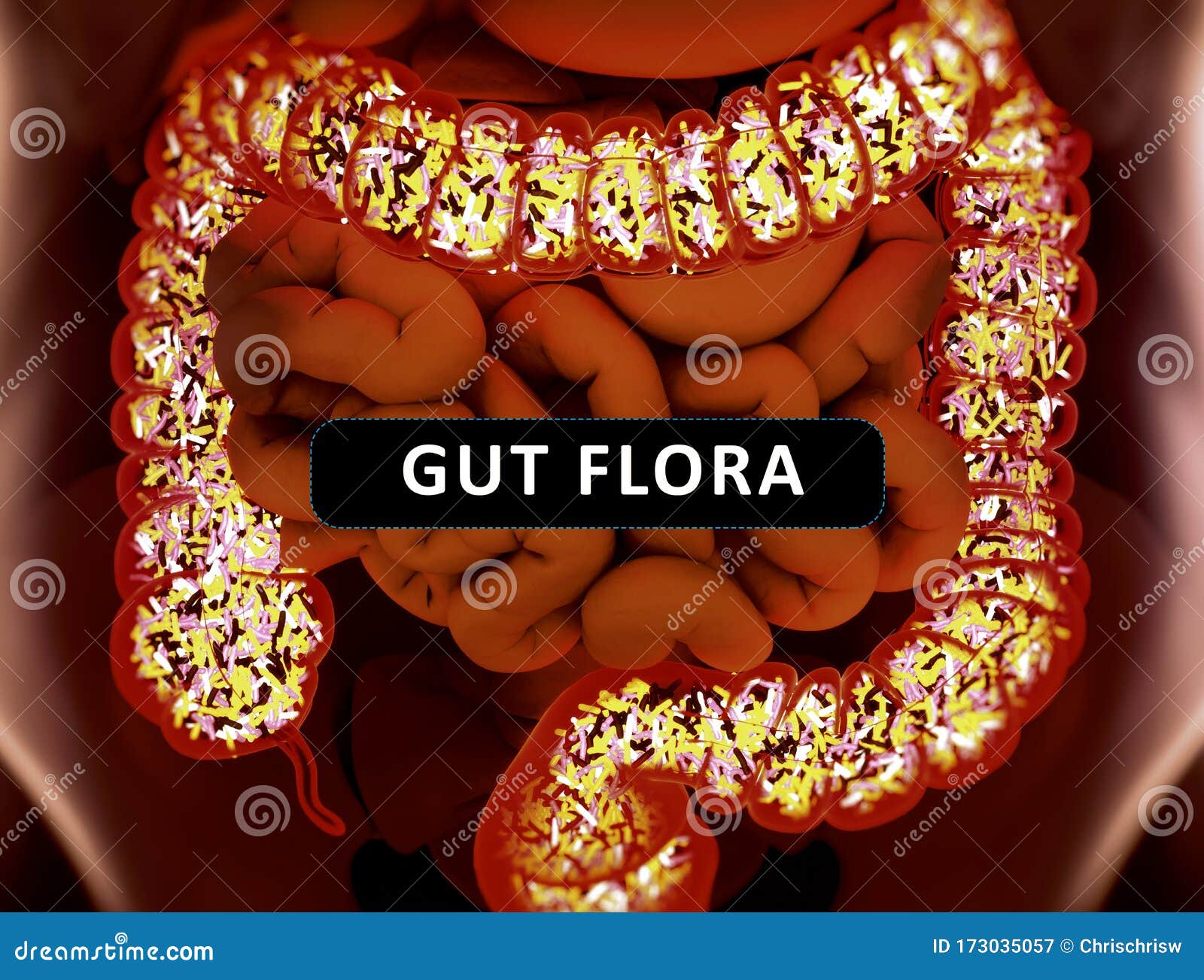 Gut Bacteria, Microbiome. Bacteria Inside the Large Intestine, Concept ...
