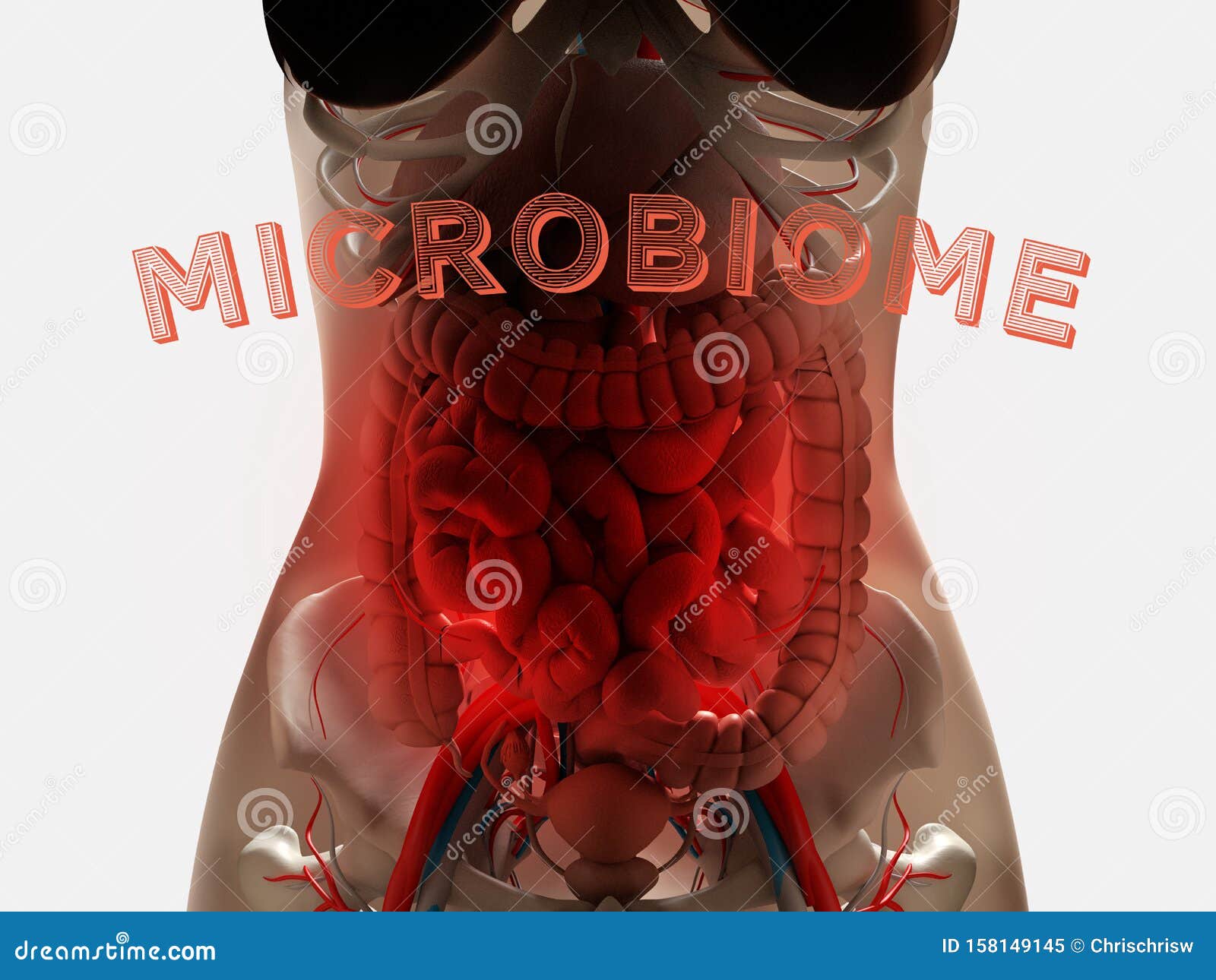 Gut Bacteria, Microbiome. Magnification of Bacteria Inside the ...