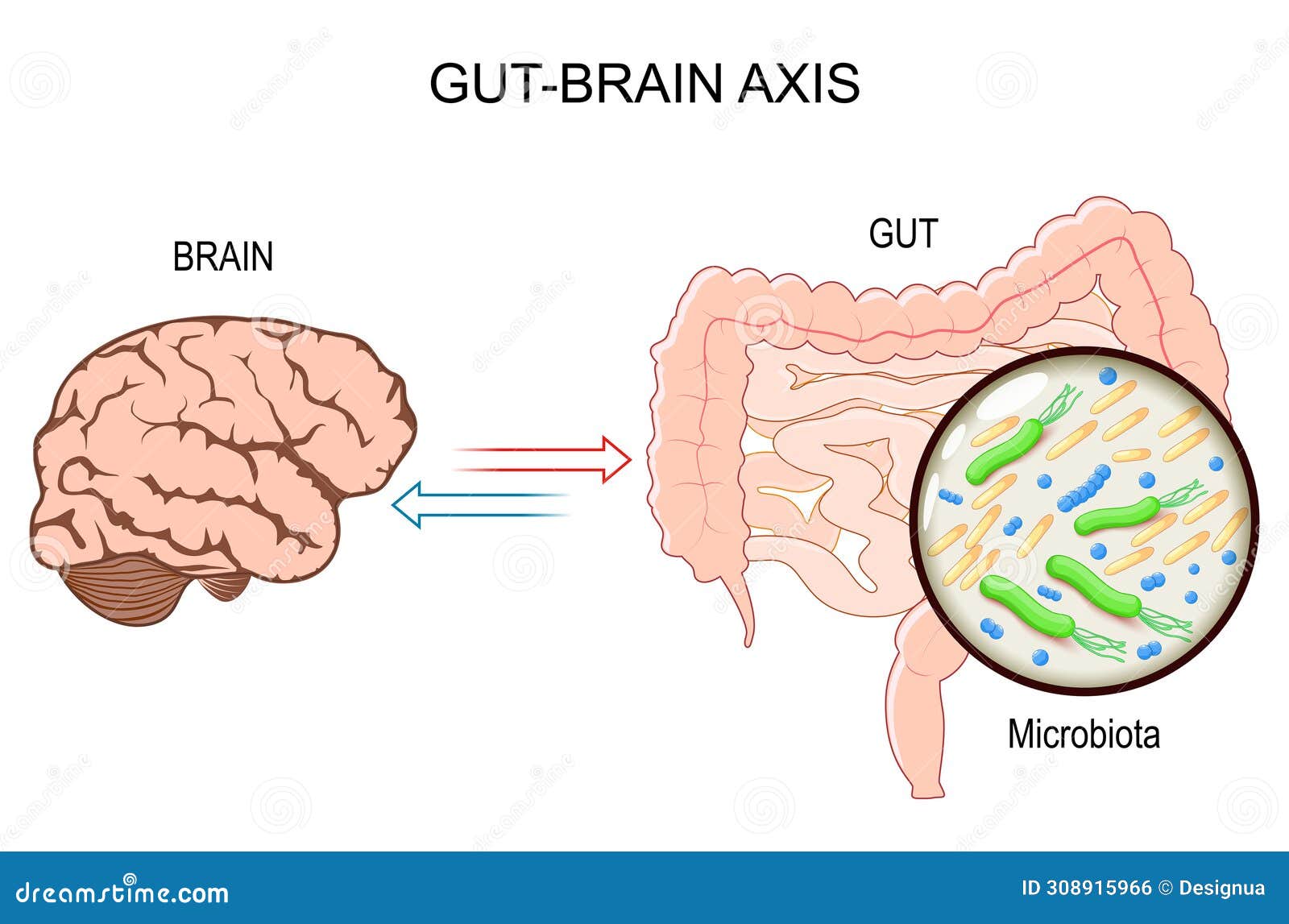 Microbiome Gut Brain Axis stock vector. Illustration of nutrition ... Microbiome Gut Brain Axis stock vector. Illustration of nutrition ...