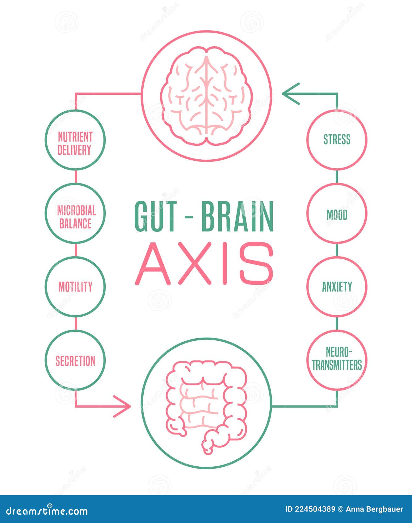 Gut - Brain AXIS Vertical Poster. Medical Infographic. Stock Vector ... Gut - Brain AXIS Vertical Poster. Medical Infographic. Stock Vector ...