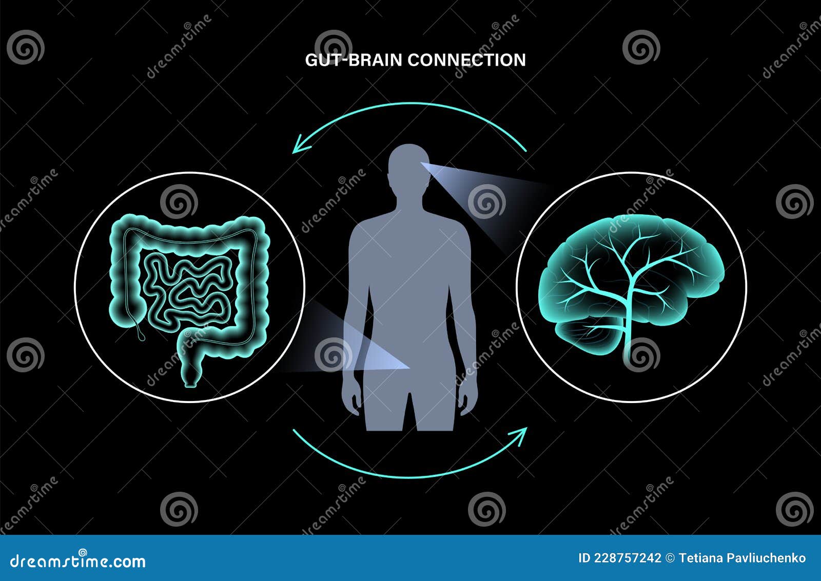 Enteric Nervous System Stock Illustration | CartoonDealer.com #164267572 Enteric Nervous System Stock Illustration | CartoonDealer.com #164267572