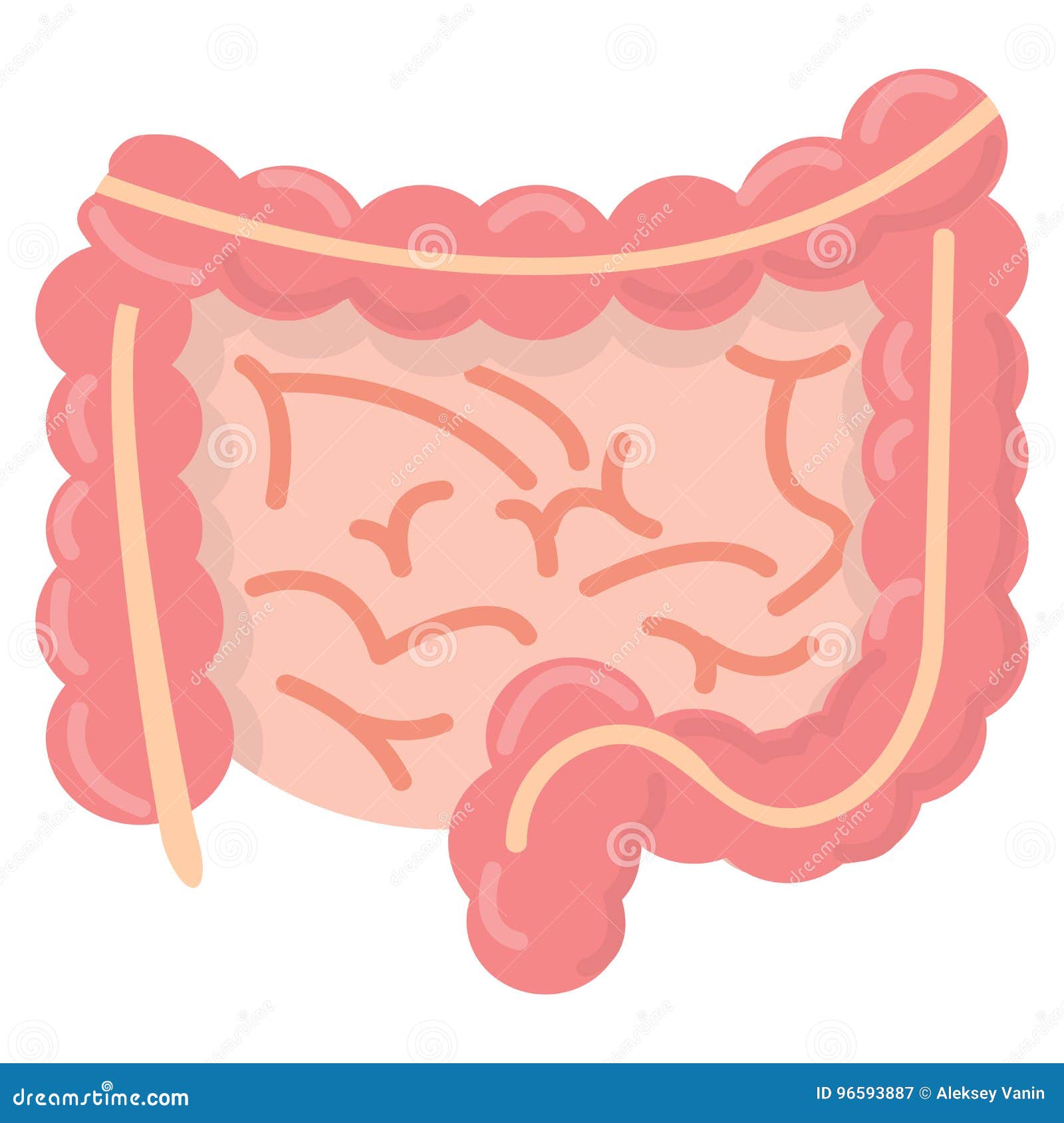 Gut Human Digestive System Icon, Vector Illustration Stock Vector ...