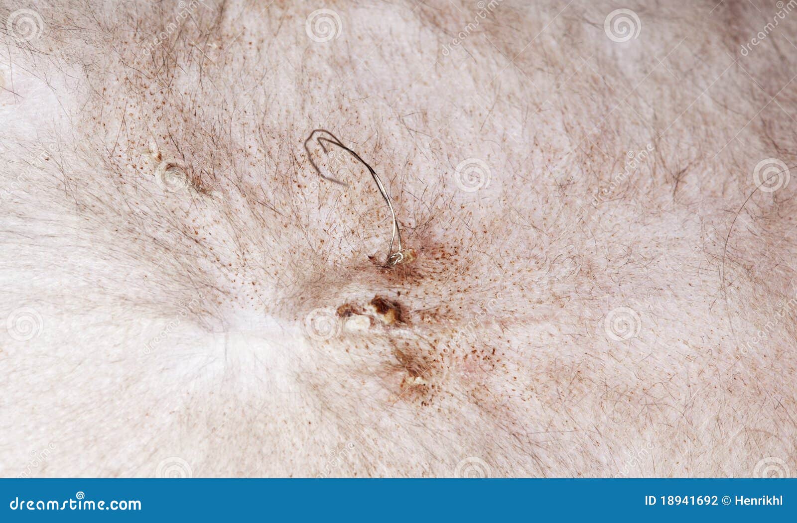Gut suture on cat stock photo. Image of skin, surgery - 18941692