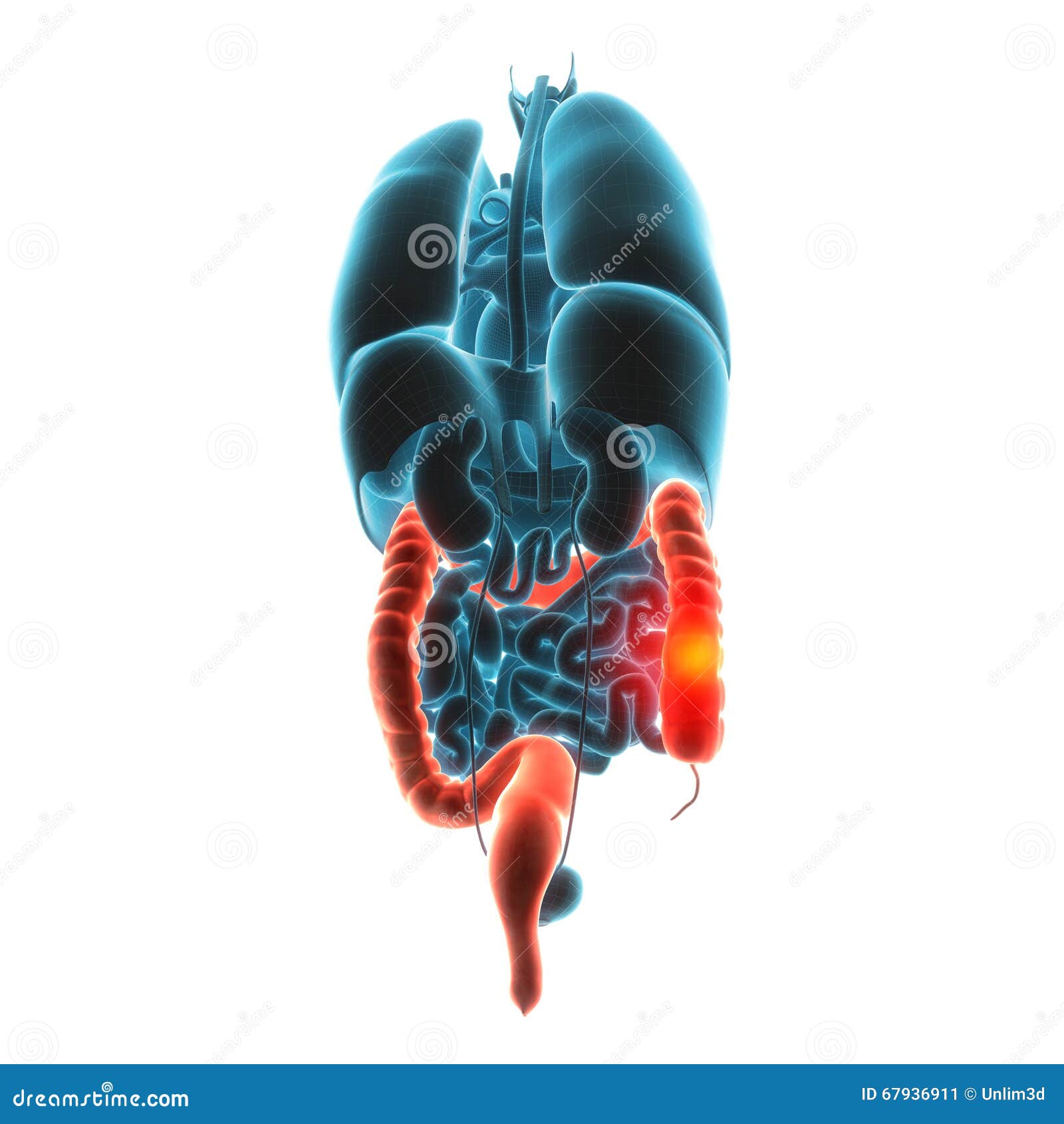 Guts organ pain stock illustration. Illustration of angularis - 67936911