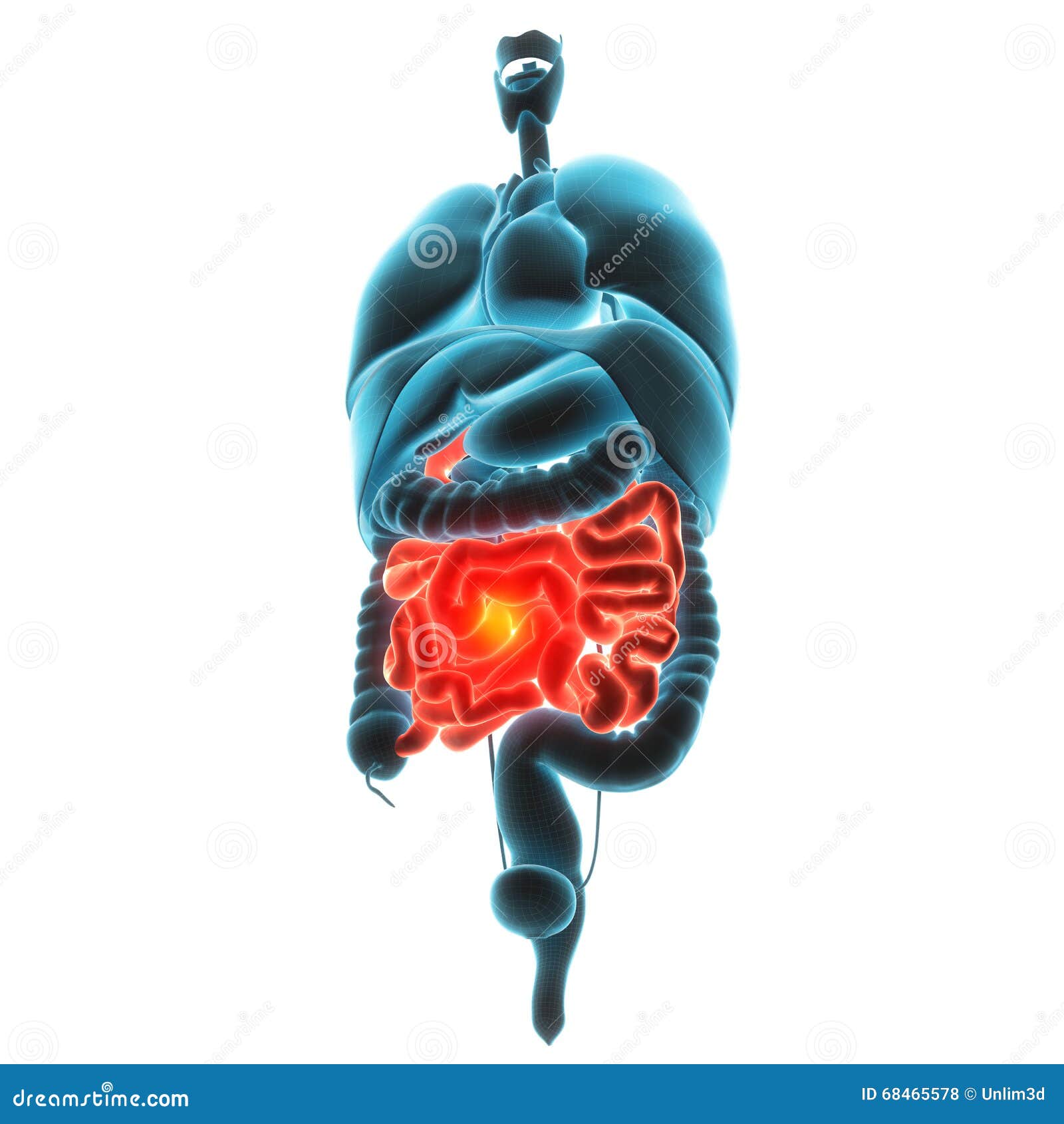 Guts organ pain stock illustration. Illustration of hepatic - 68465578