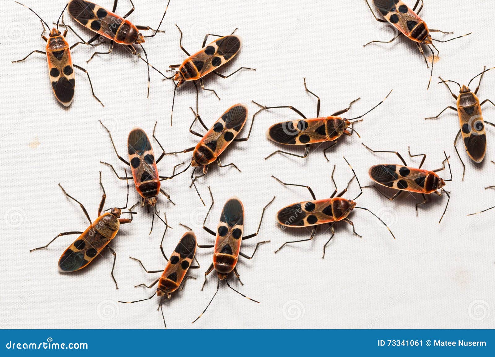 Gutta Bugs, Seed Bugs stock image. Image of animal, abdomen - 73341061